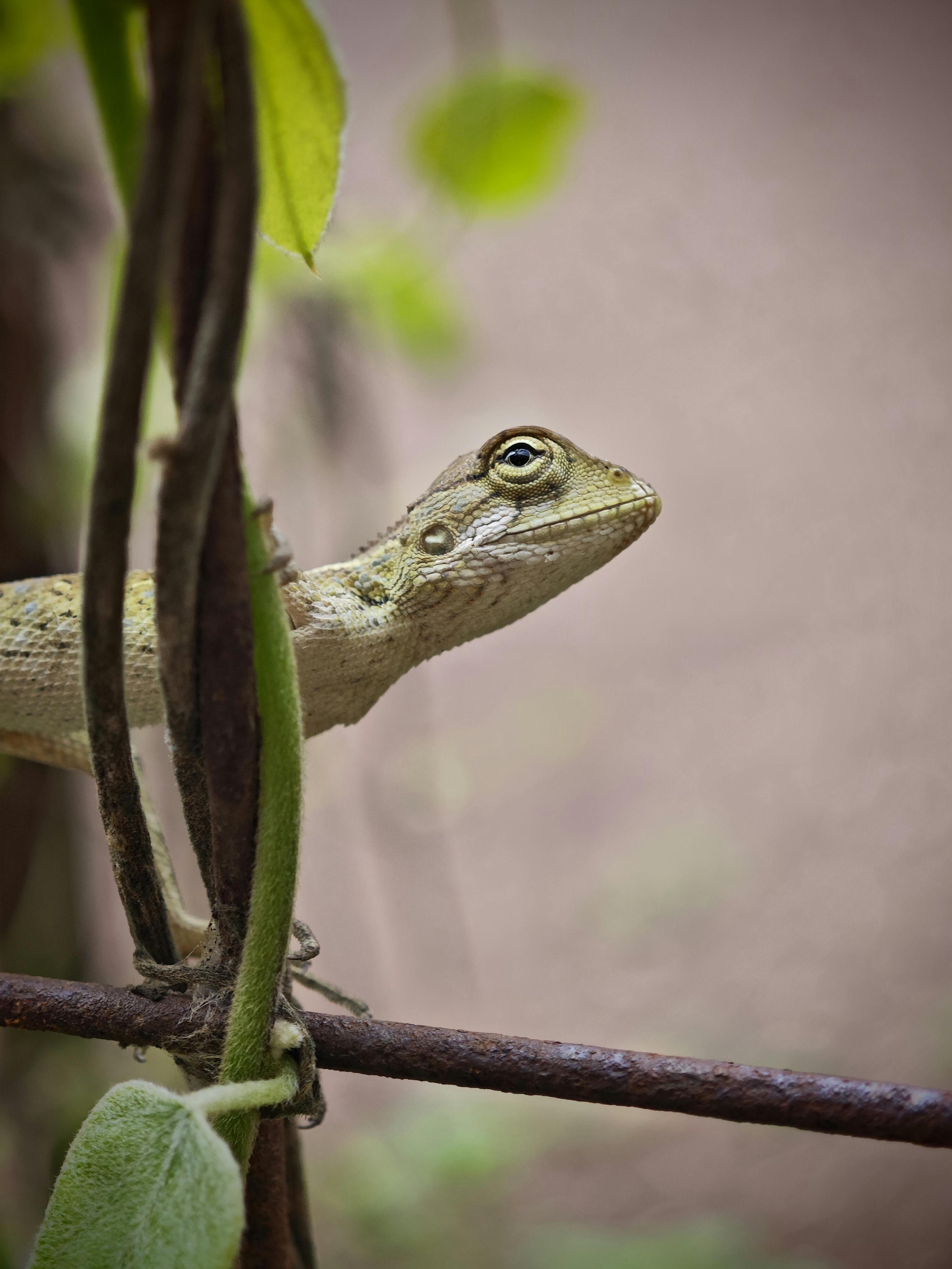 Close up of a Lizard · Free Stock Photo