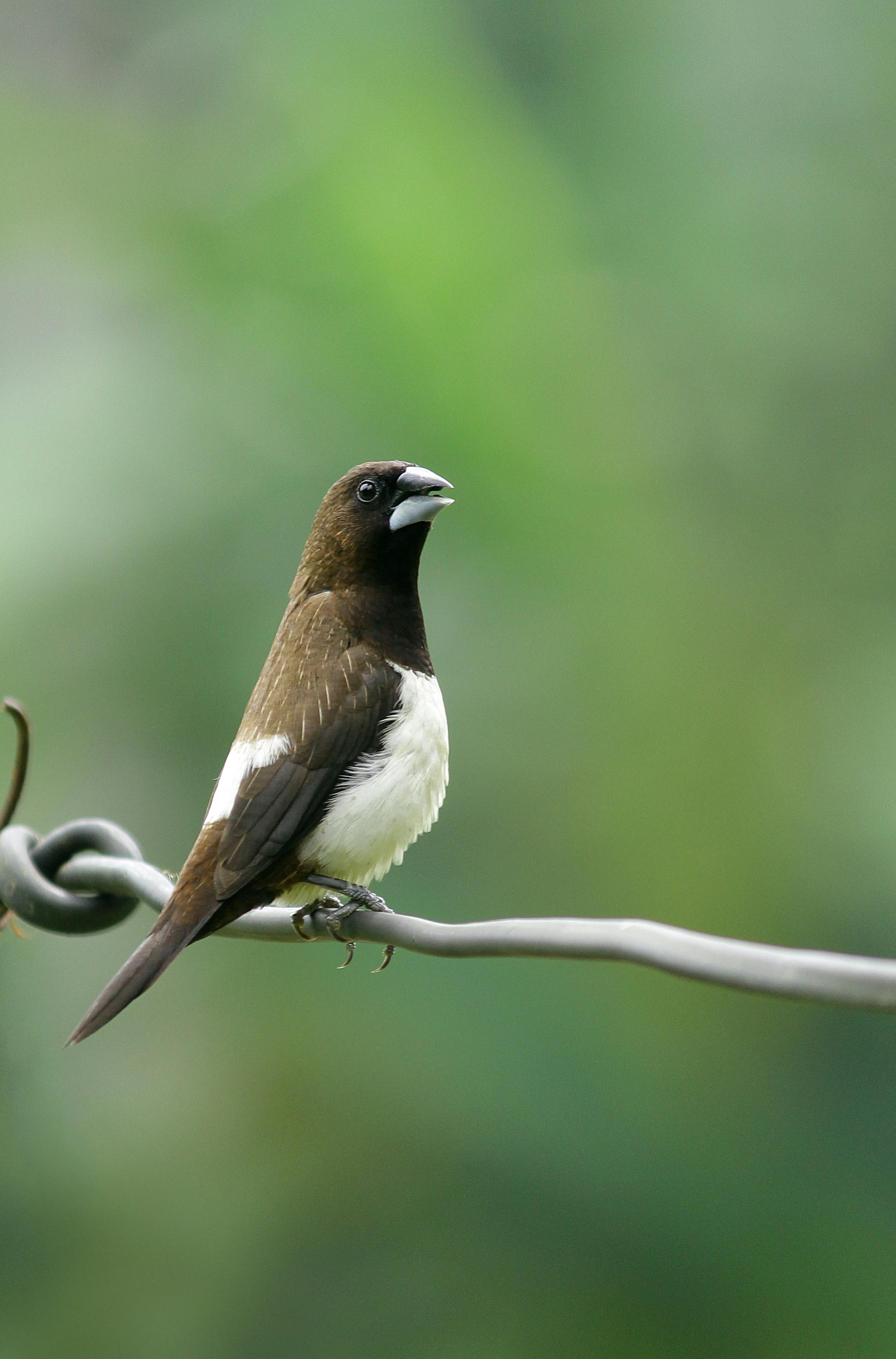 Black-Throated Munia on Branch · Free Stock Photo