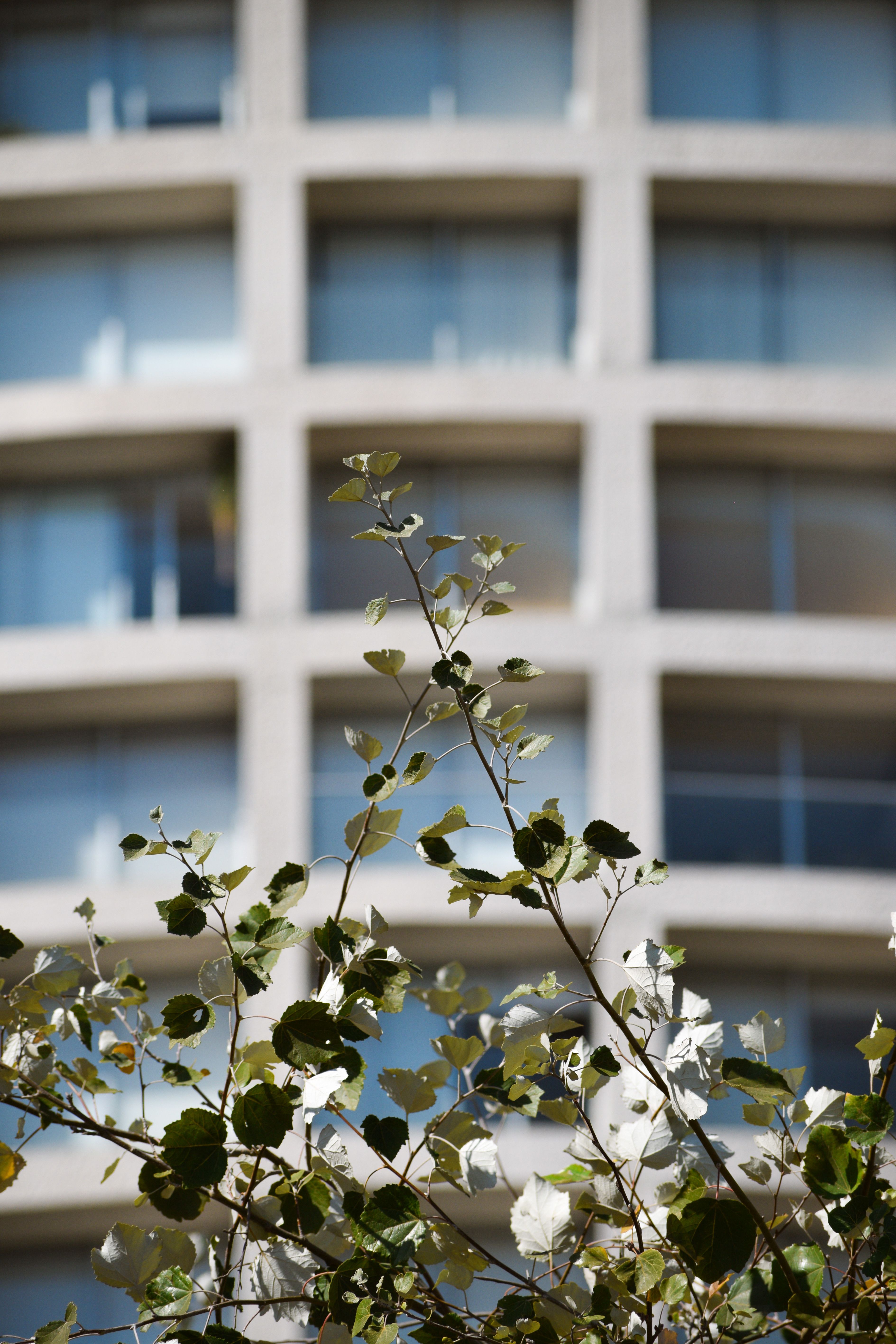 Tree Branches on the Background of a Building in City · Free Stock Photo