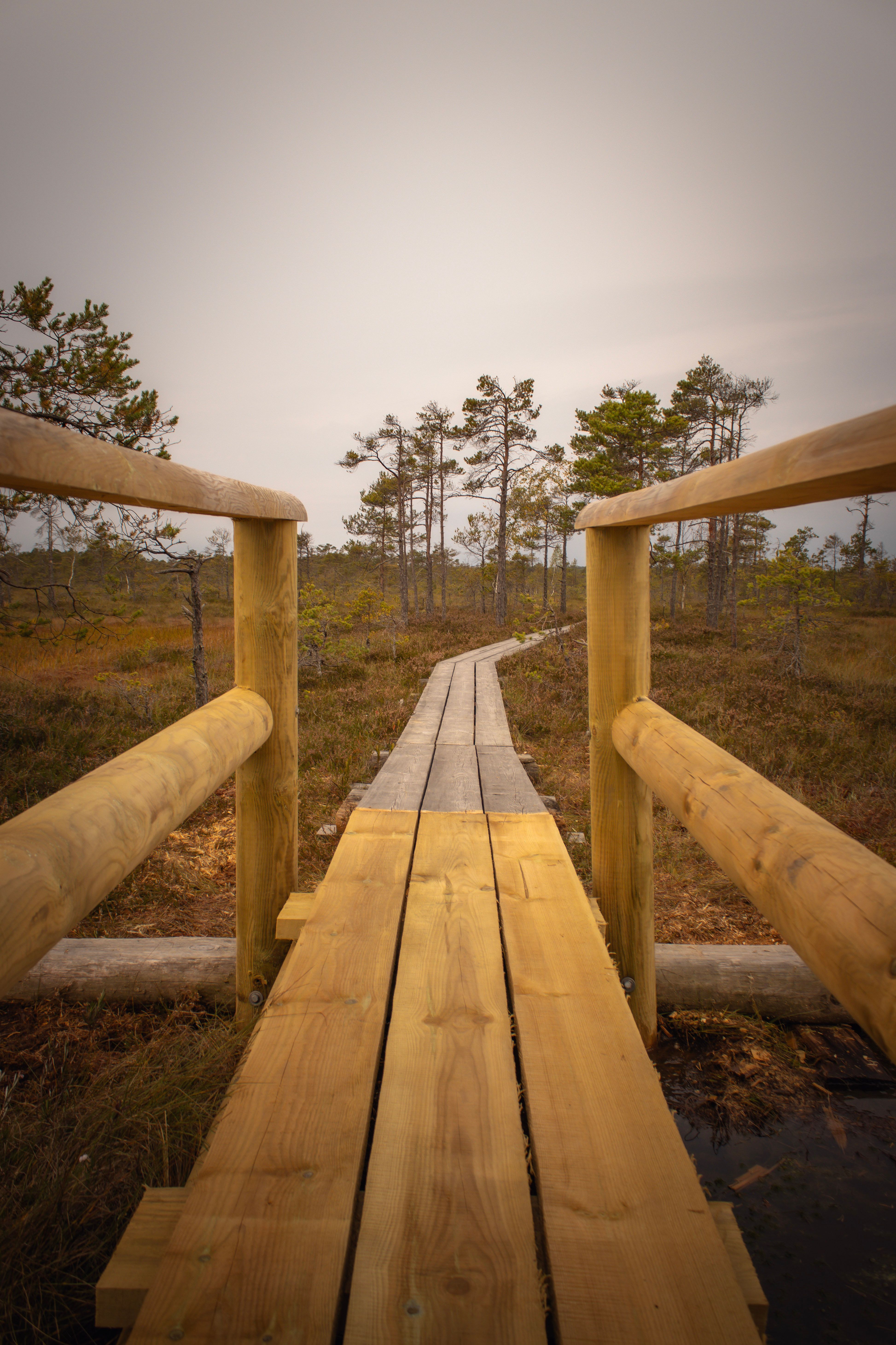 Wooden Footpath in the Swamp · Free Stock Photo
