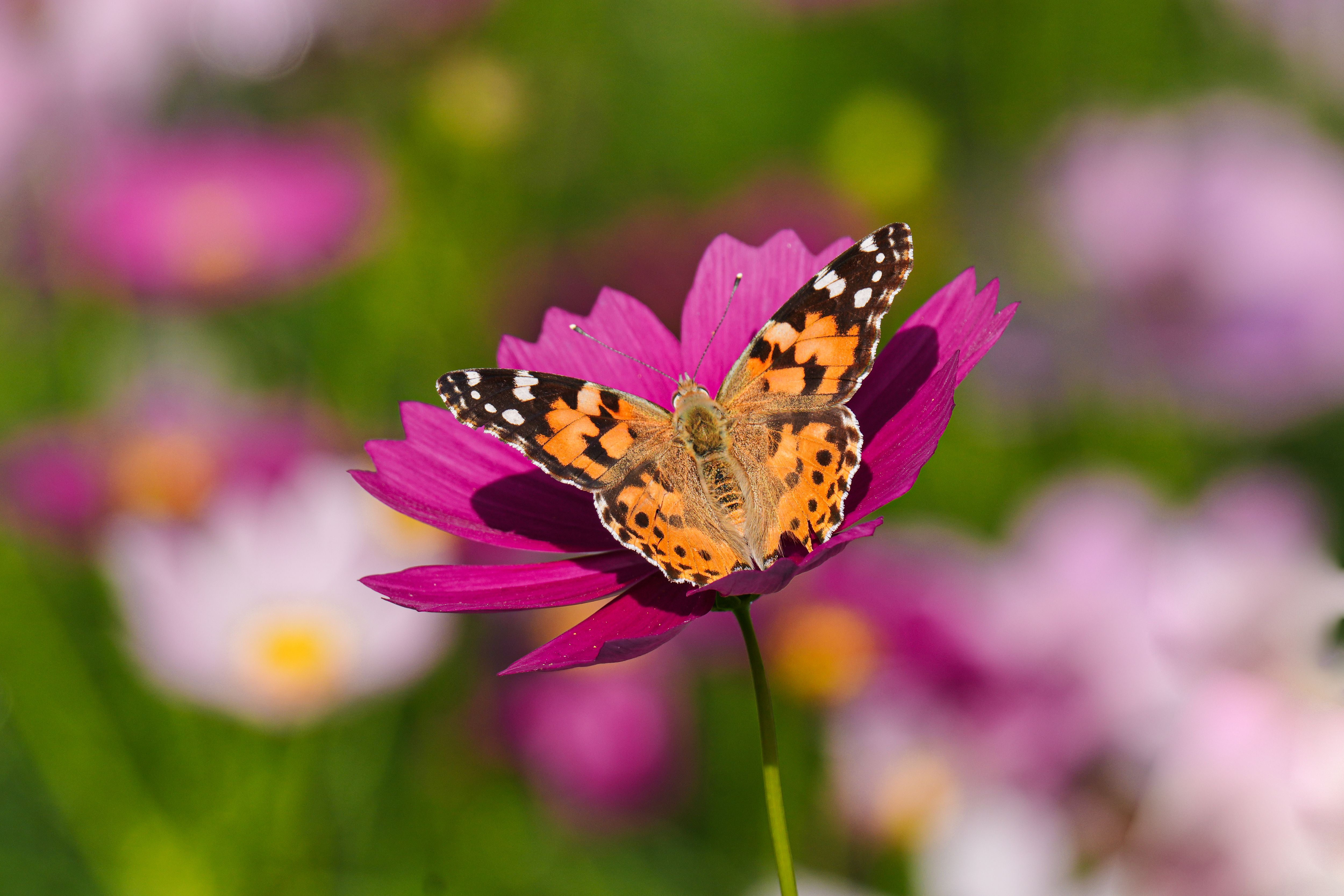 Painted Lady Butterfly with Spread Wings on Flower · Free Stock Photo