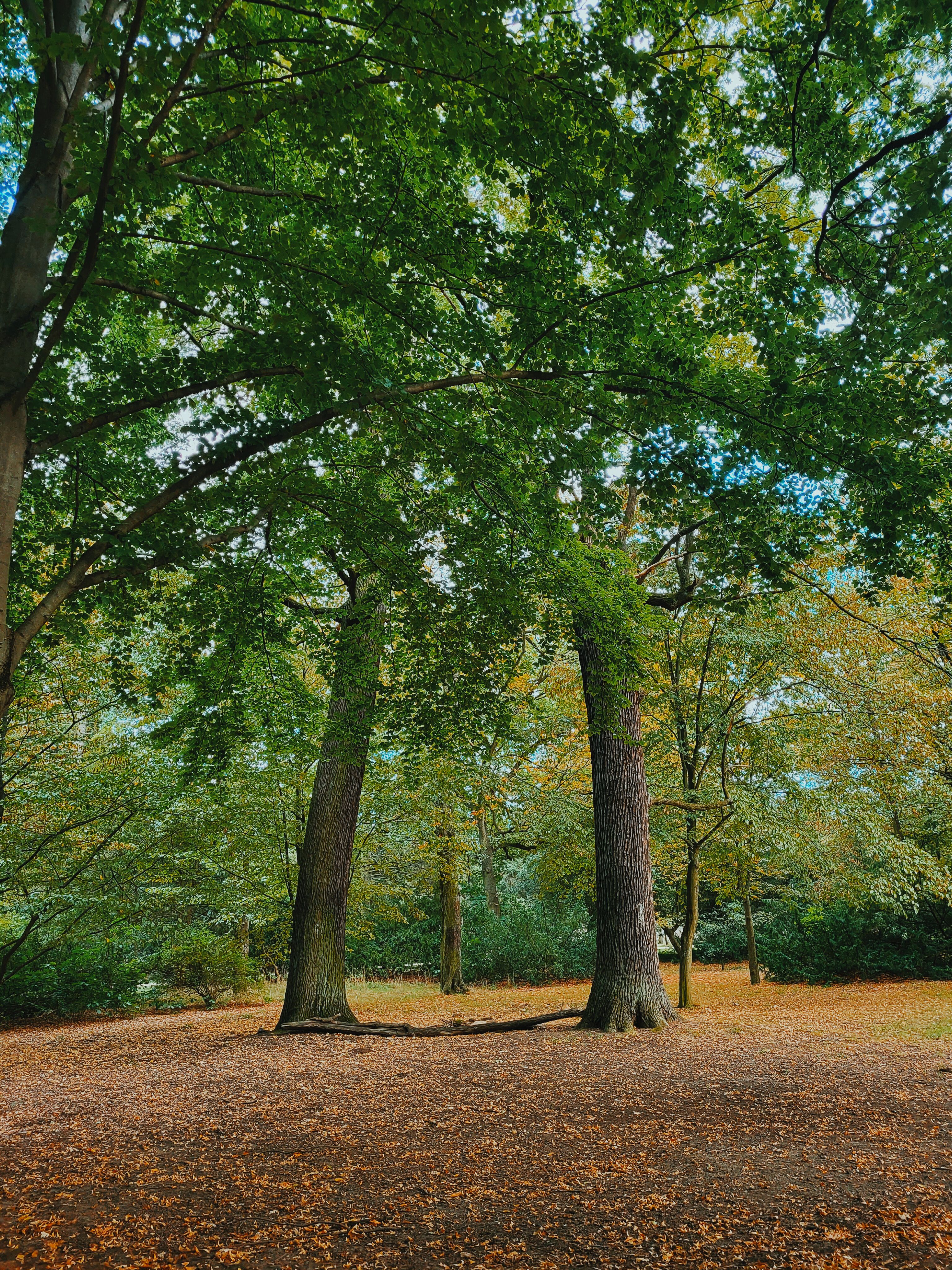 Fallen Leaves Scattered under Trees Growing in Park · Free Stock Photo
