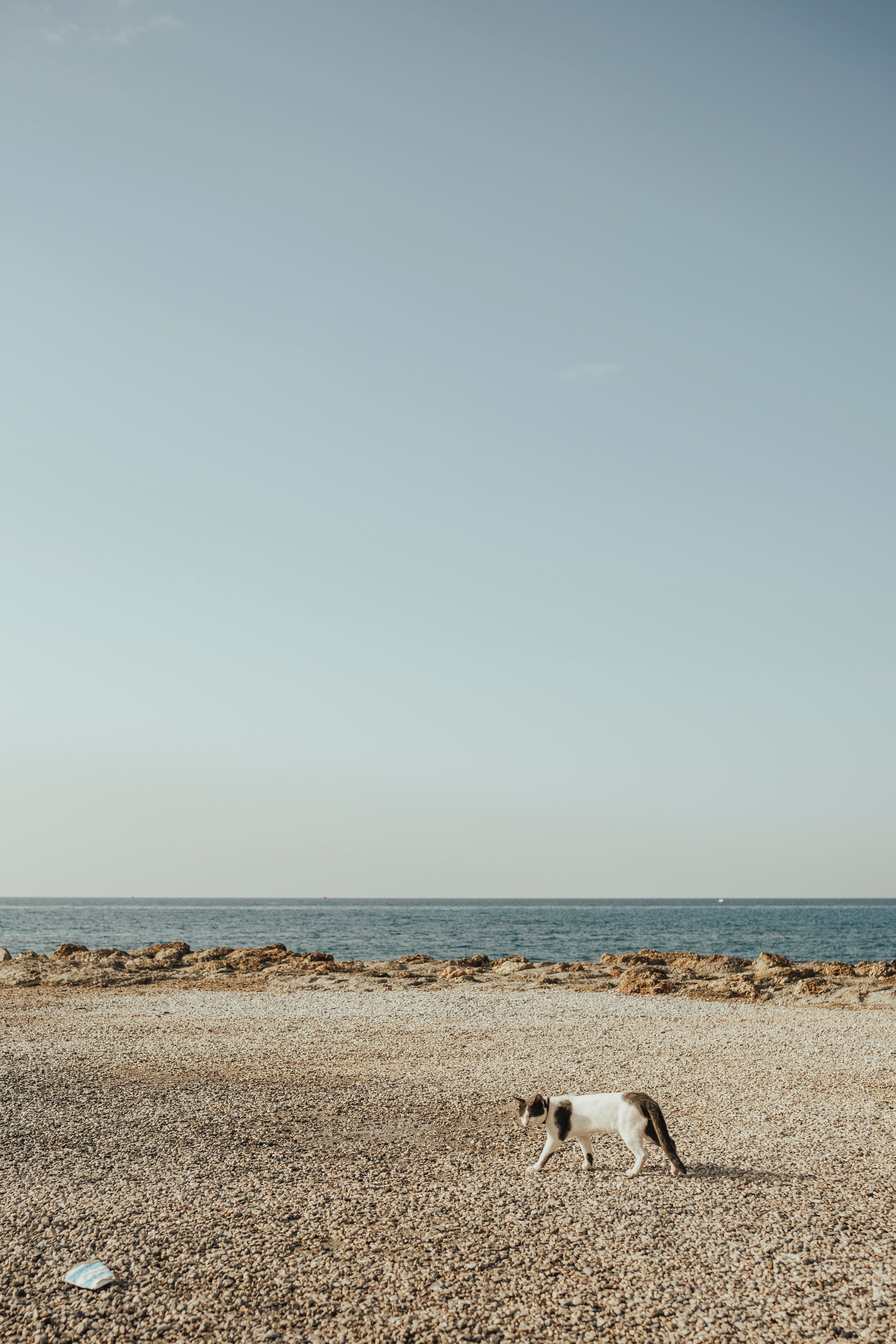 Cat on Sea Shore · Free Stock Photo