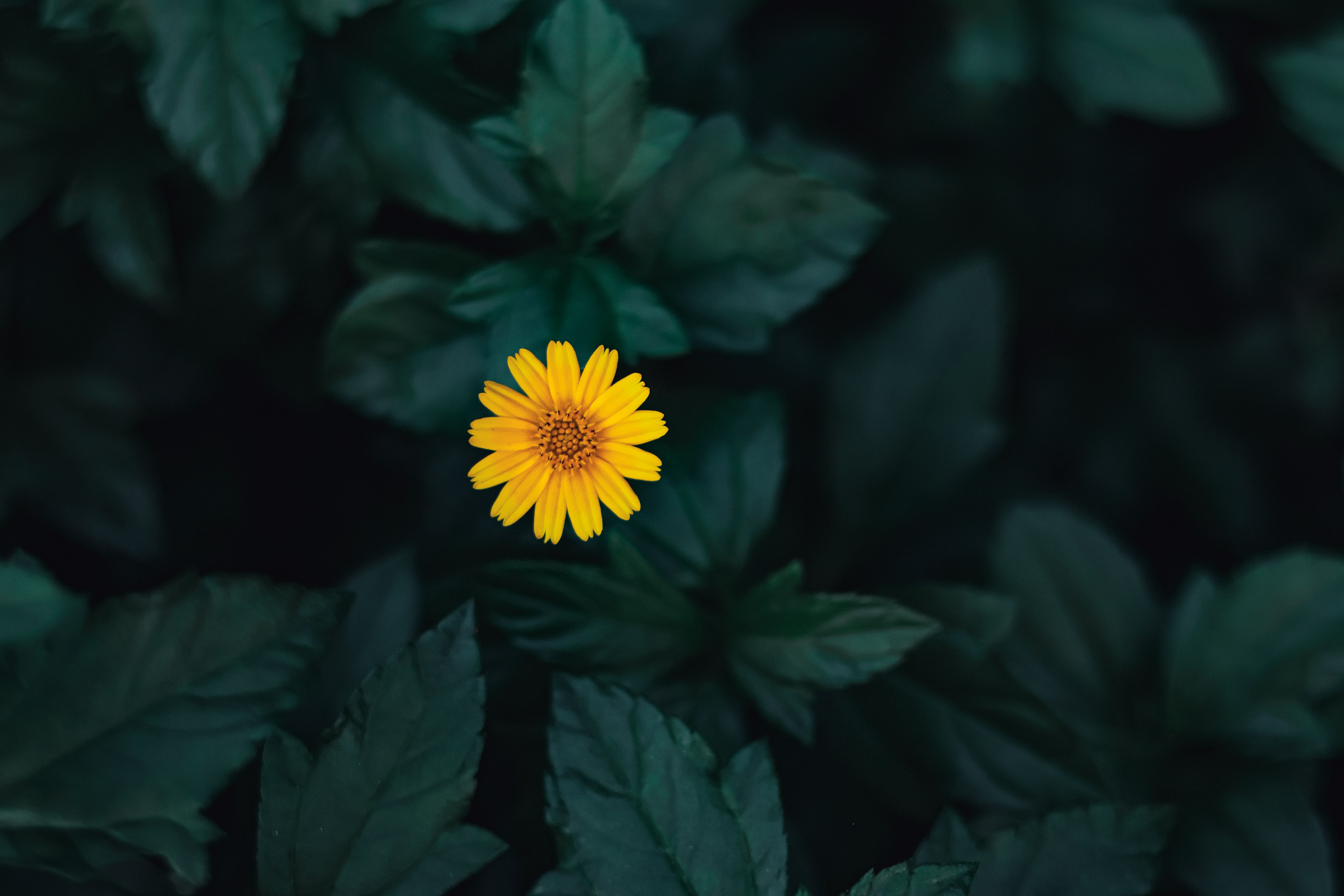 Yellow Flower among Leaves · Free Stock Photo