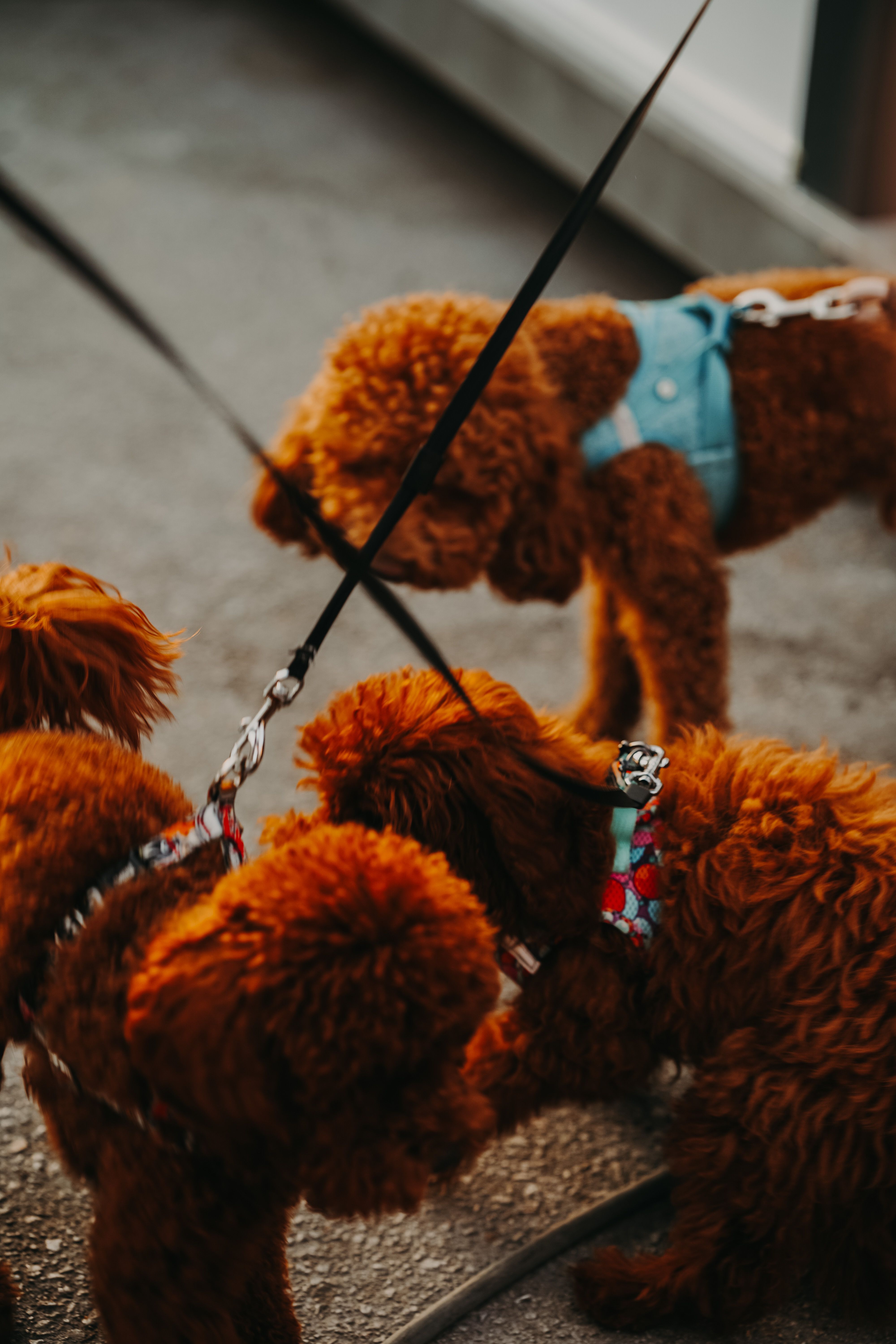 Therapy Dogs Photos, Download The BEST Free Therapy Dogs Stock Photos ...