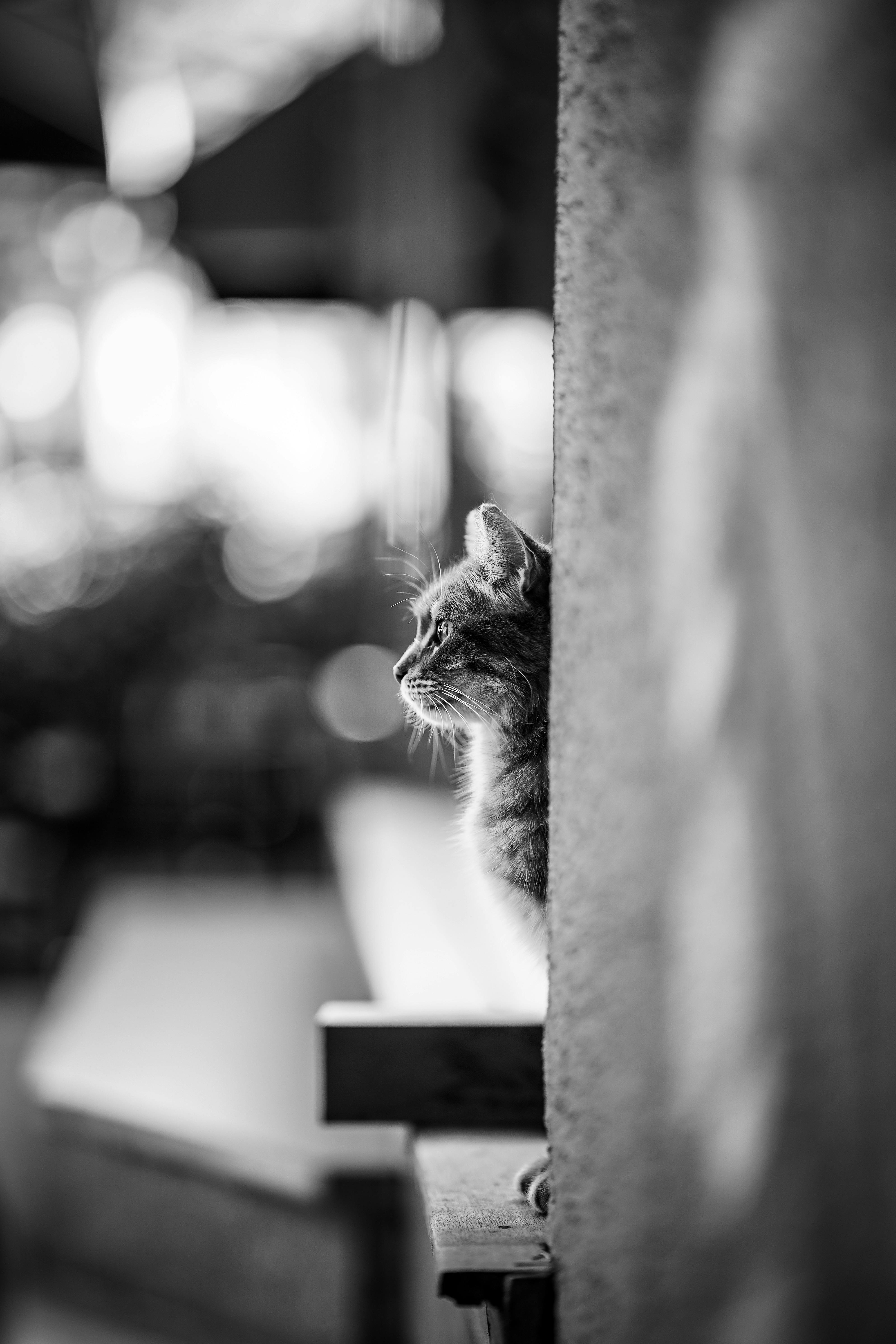 Cat behind Wall in Black and White · Free Stock Photo