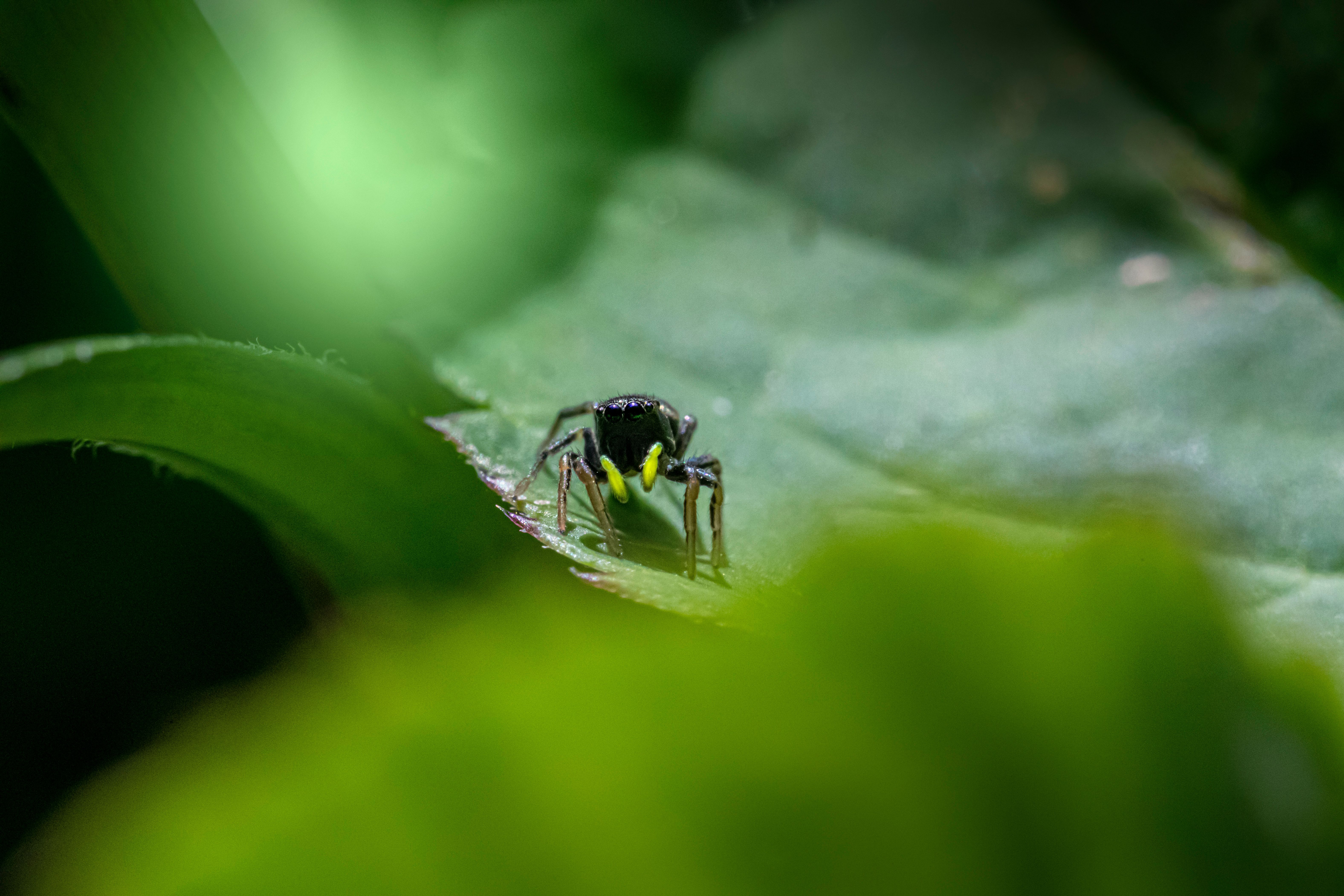 A small spider sitting on top of a leaf · Free Stock Photo