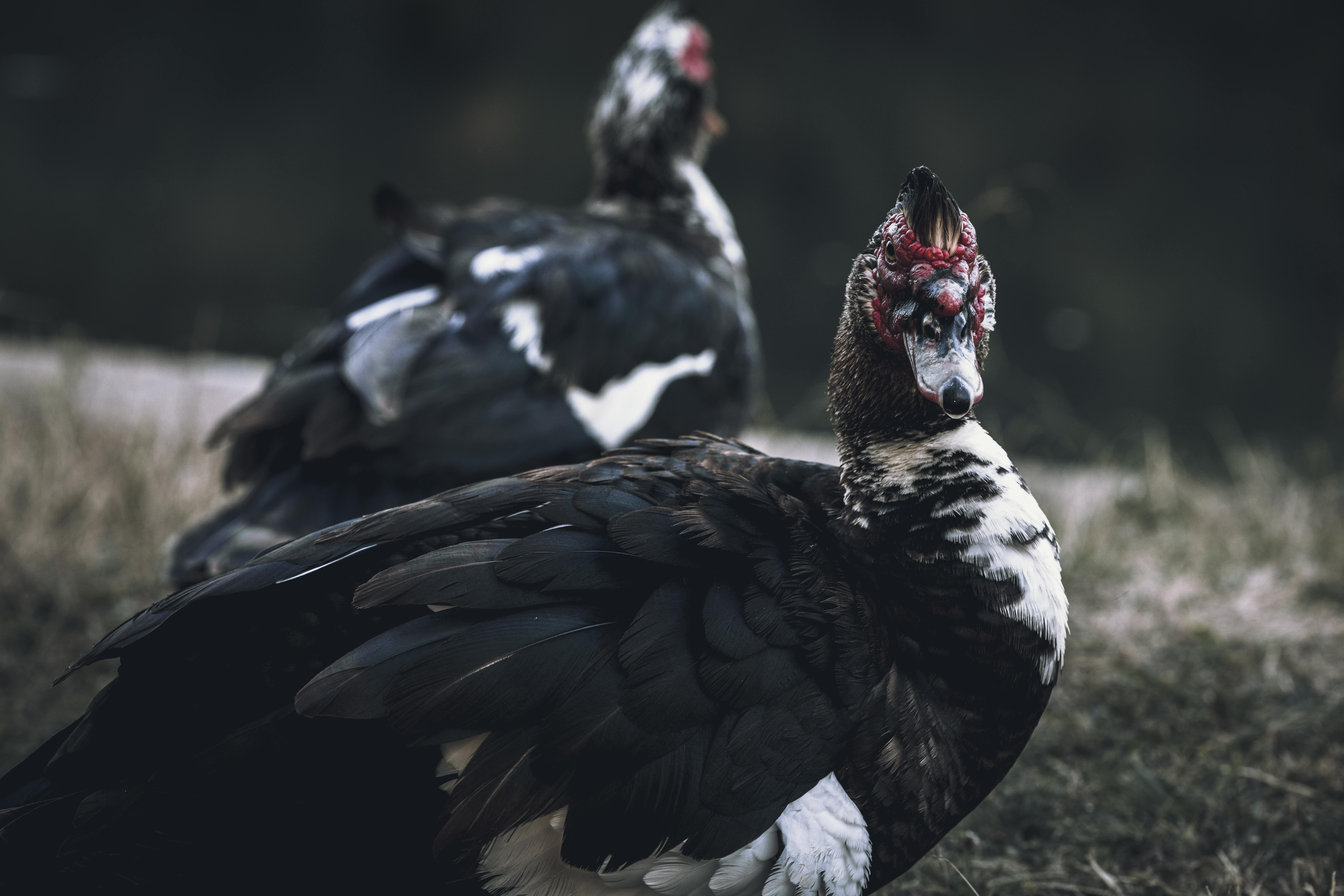Two Muscovy Ducks · Free Stock Photo