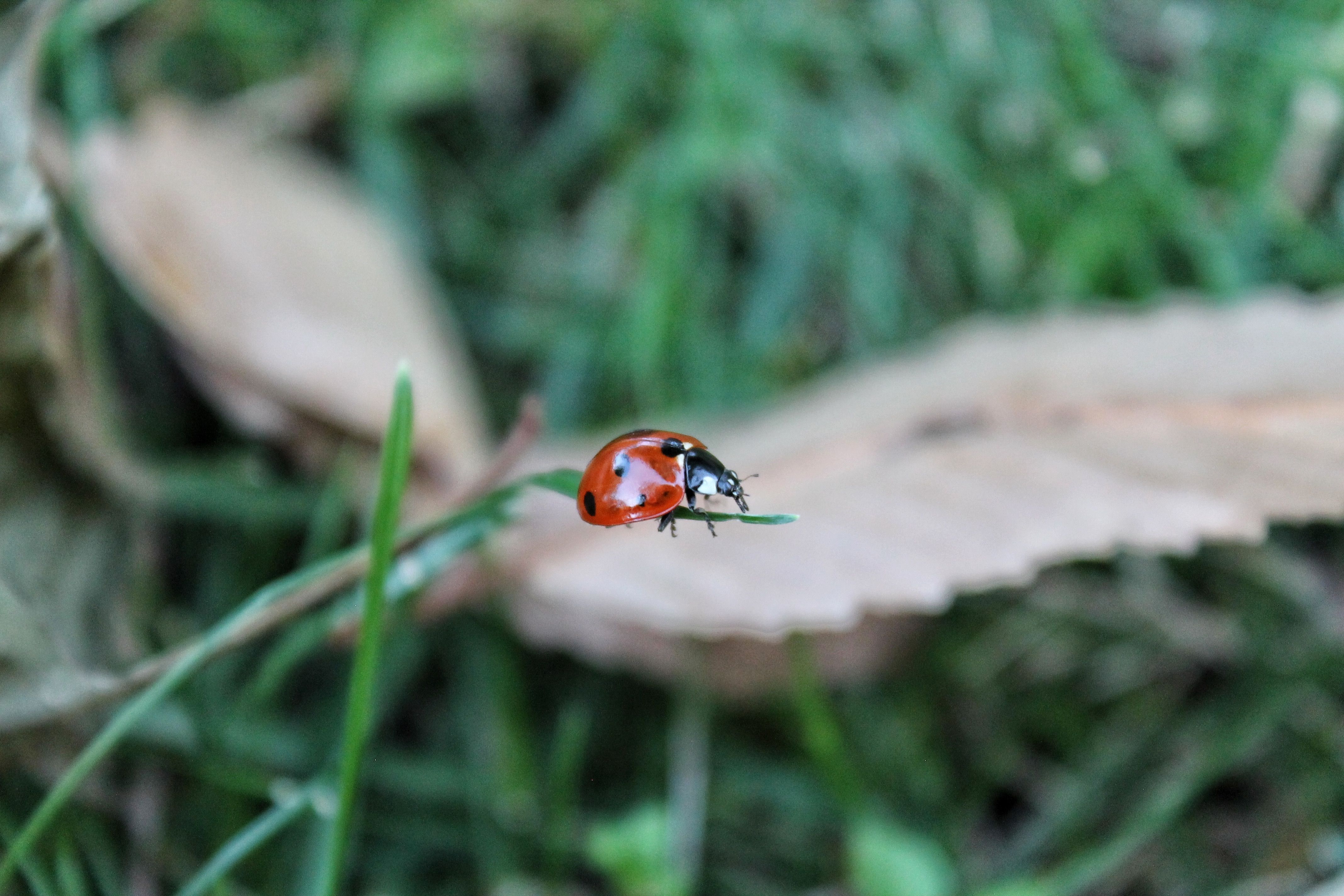 Group of Ladybugs · Free Stock Photo