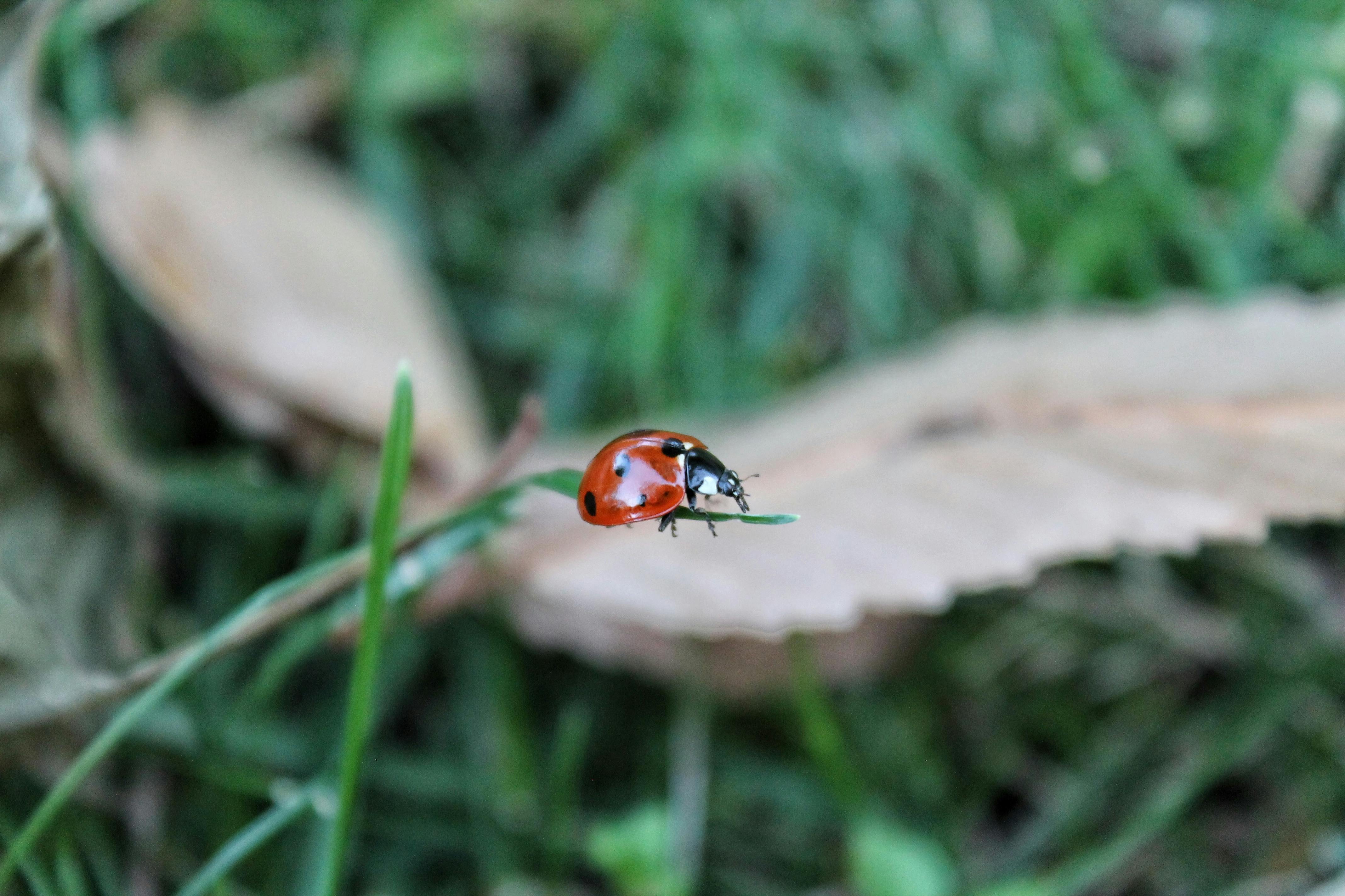 Close Up Photo of Ladybug on Leaf during Daytime · Free Stock Photo