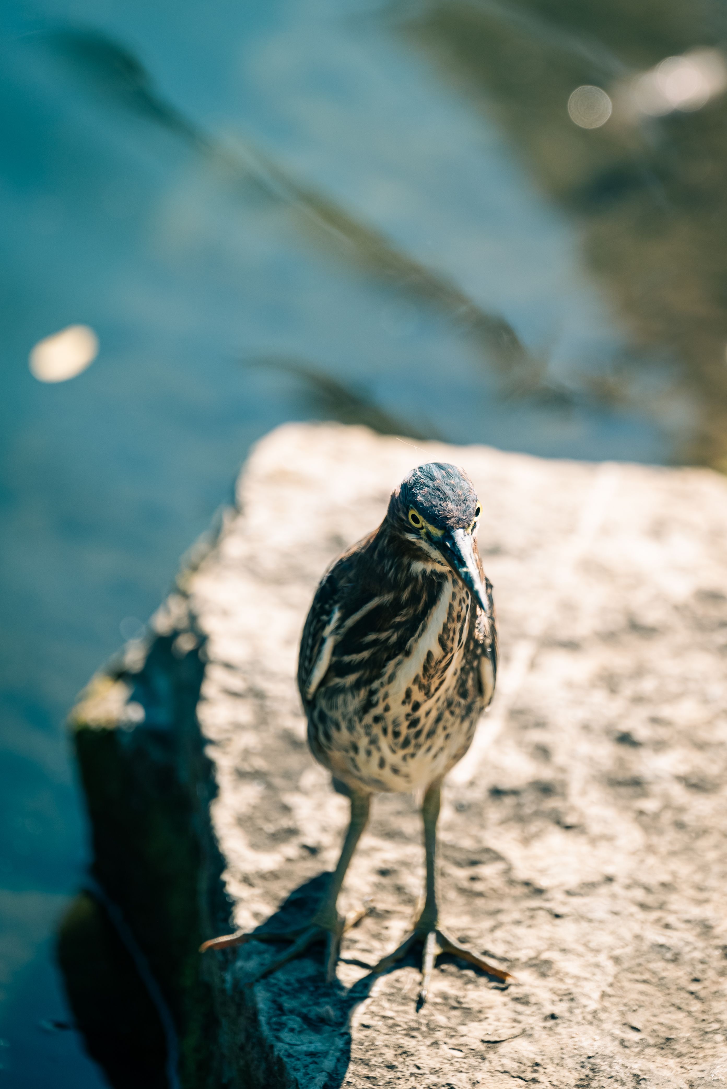Small Water Bird Photos, Download The BEST Free Small Water Bird Stock ...