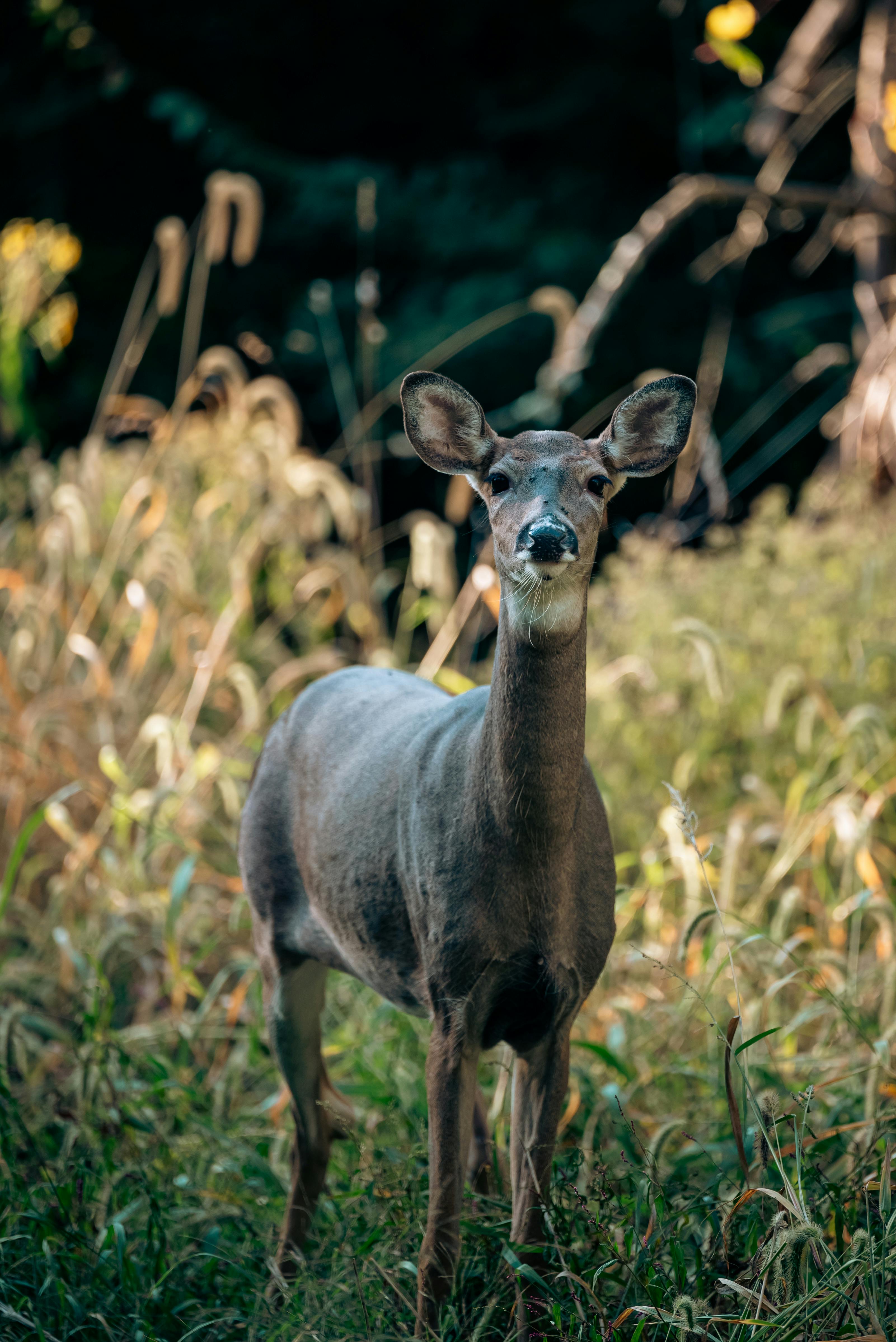 Standing Bail Photos, Download The BEST Free Standing Bail Stock Photos ...