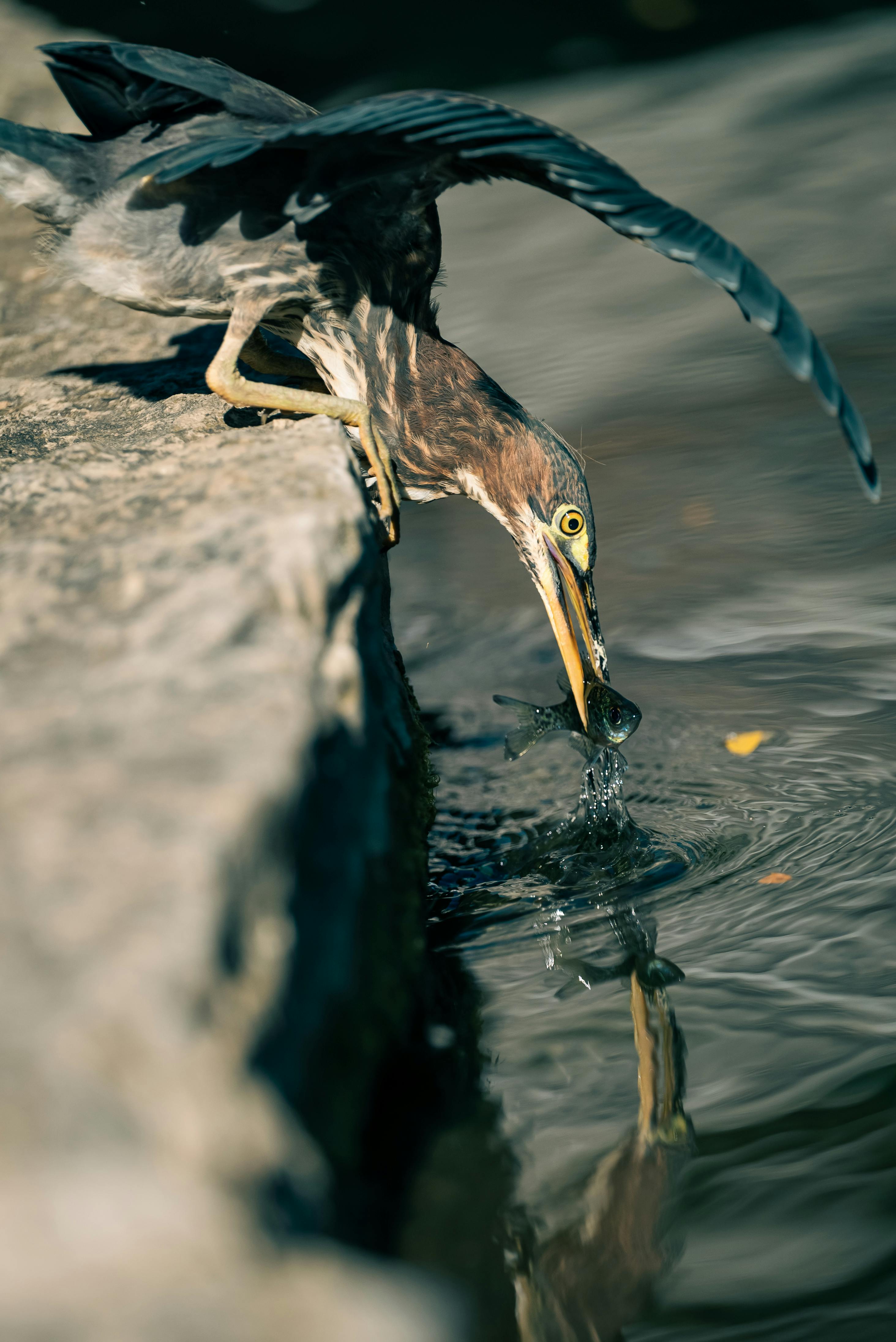 Kostenloses Foto zum Thema: aktion erschossen, angeln, beute, butorides virescens, draußen ...