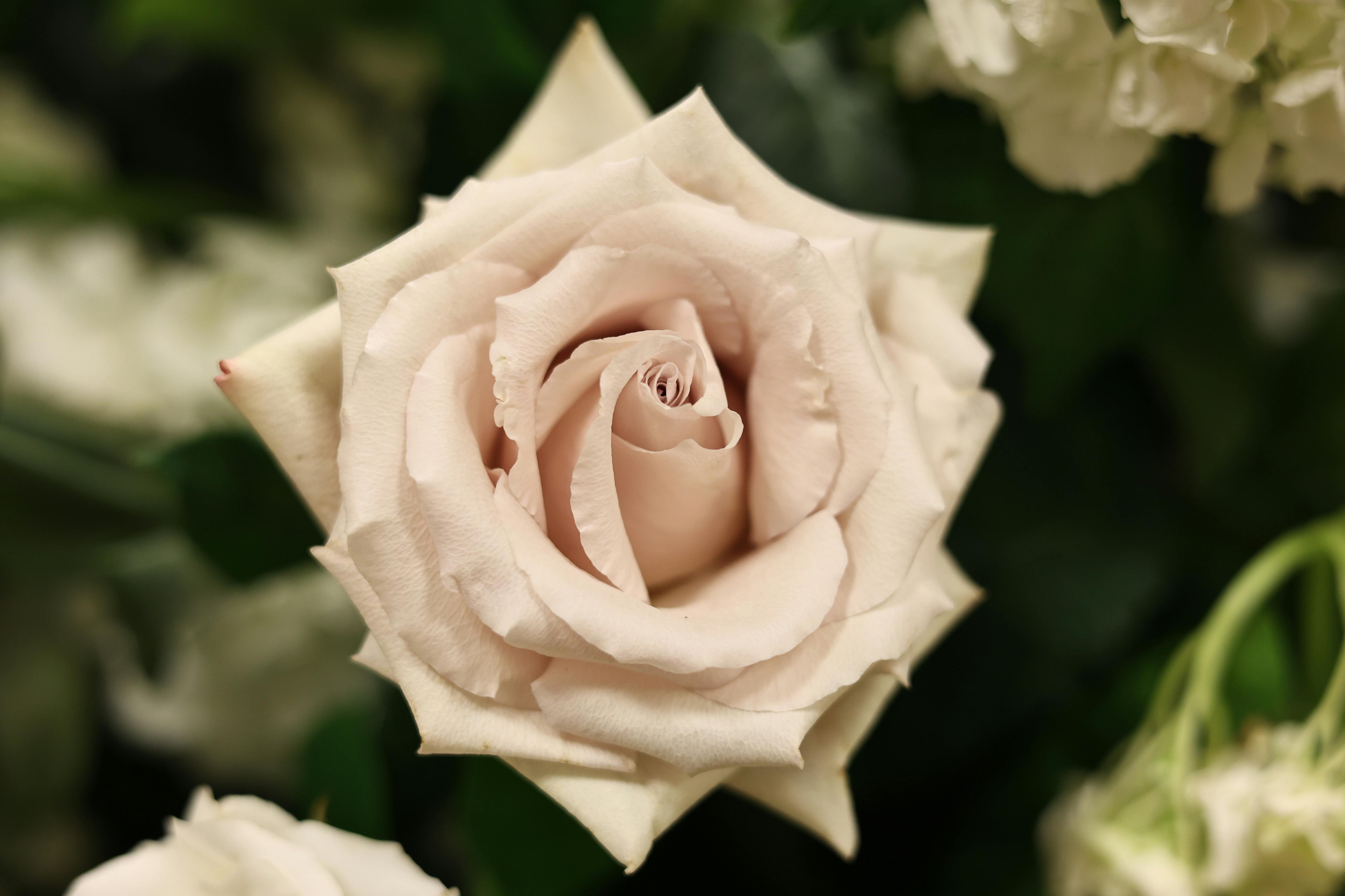 Rose Rotten Photos, Download The BEST Free Rose Rotten Stock Photos ...