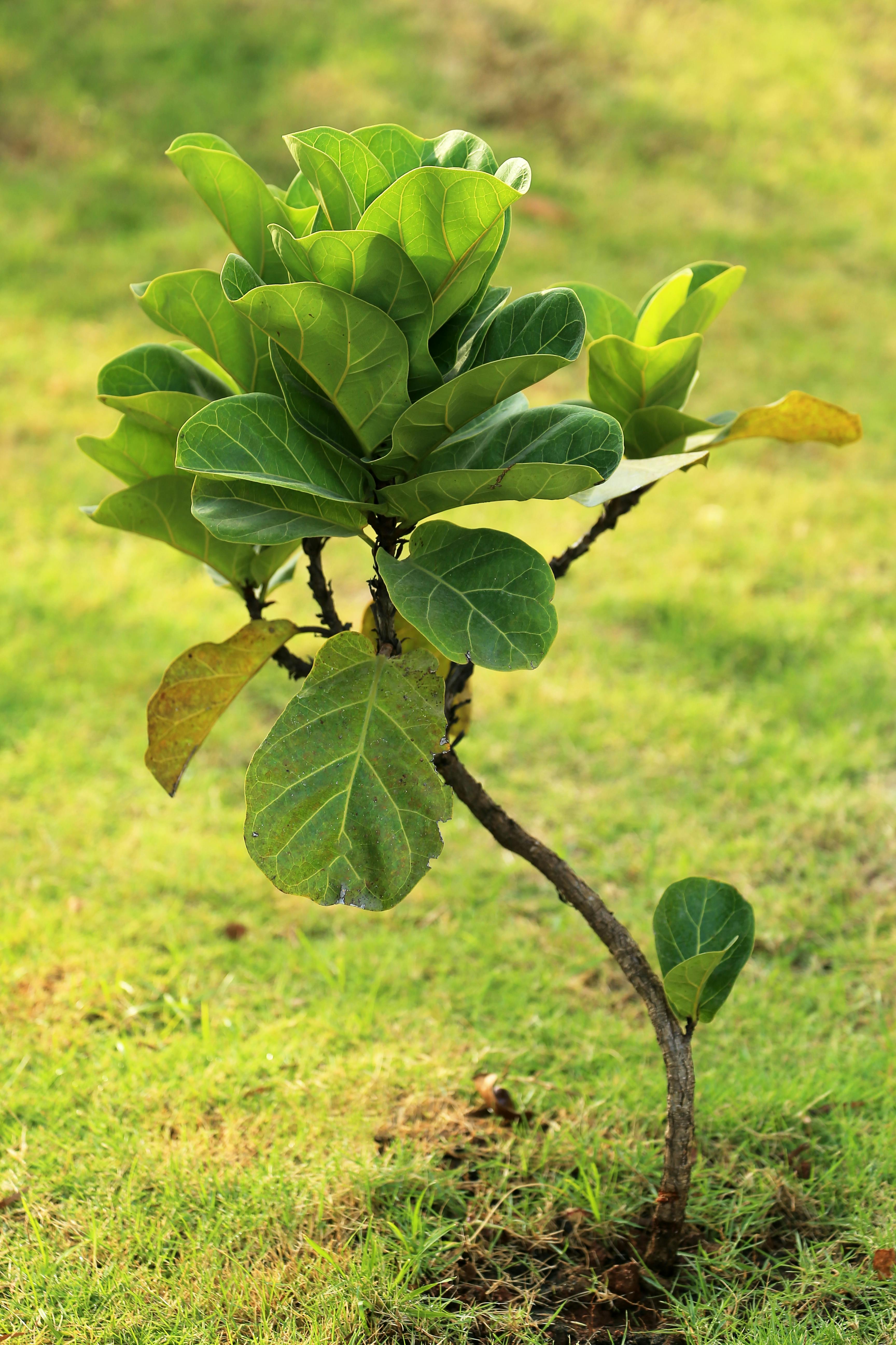 Green Shrub Growing on Grass · Free Stock Photo