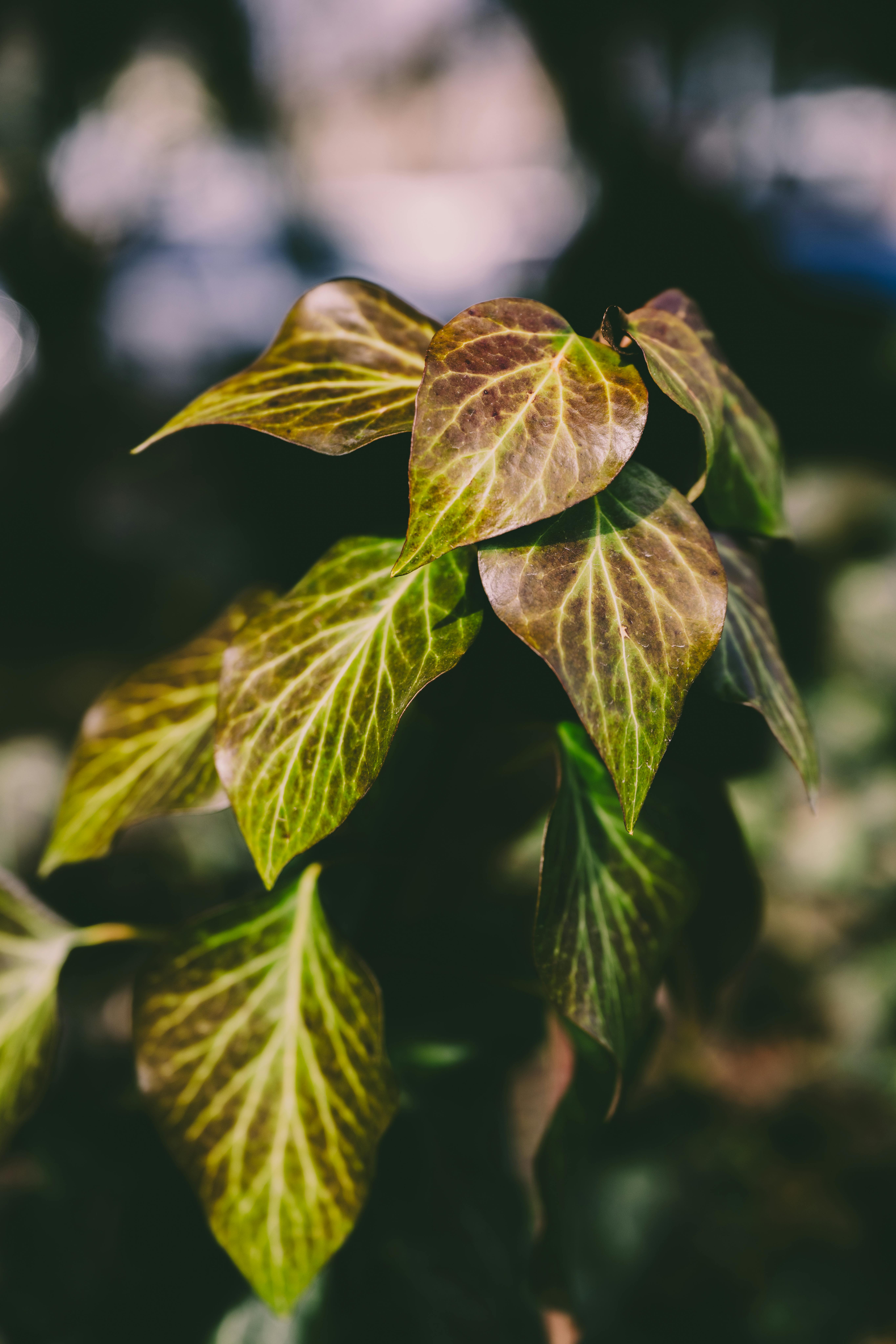 Leaves of Tree in Summer · Free Stock Photo