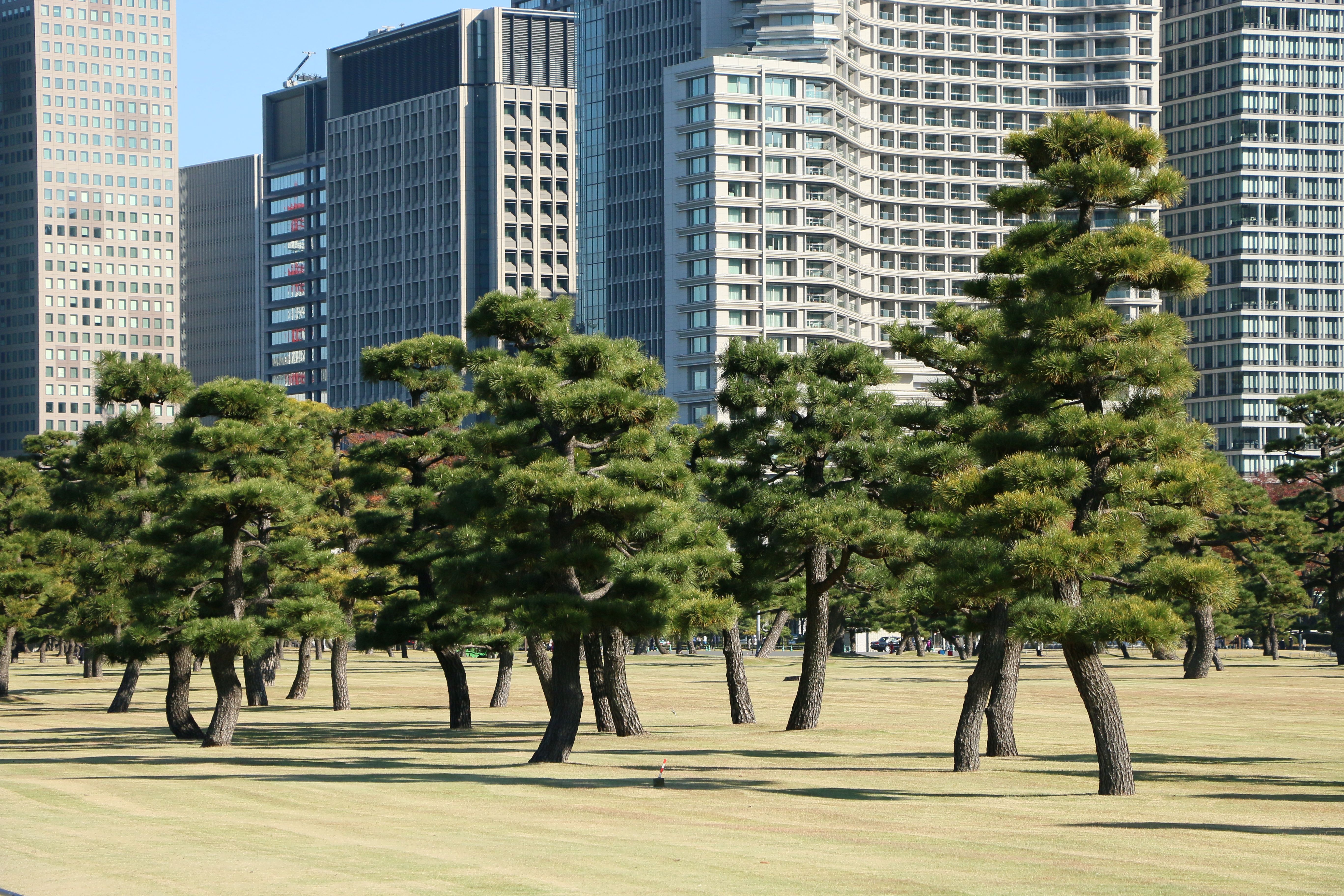 Green Trees Growing in Park in City Downtown · Free Stock Photo