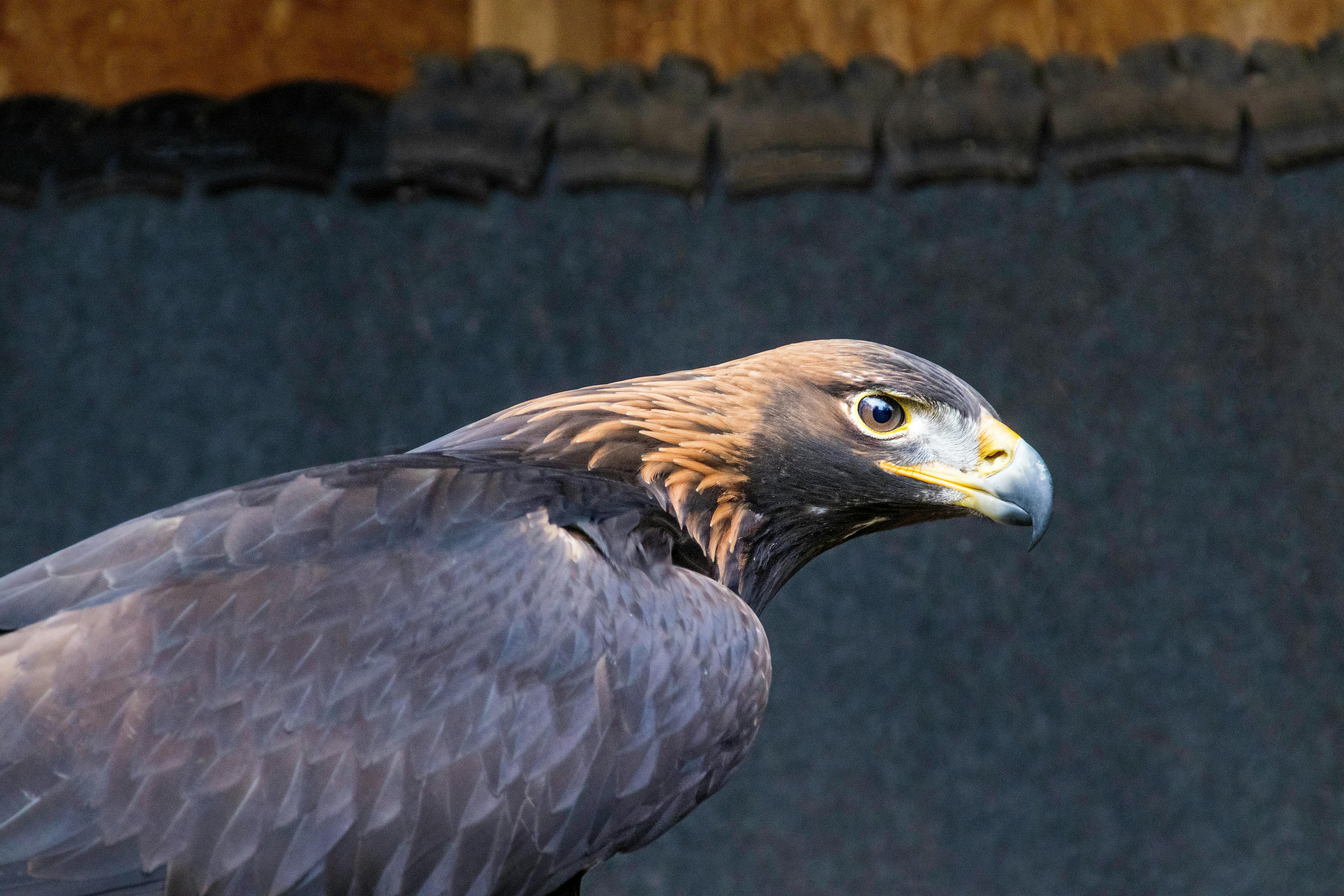 Photo gratuite de aigle, animal, bec, chasseur, chauve, faucon ...