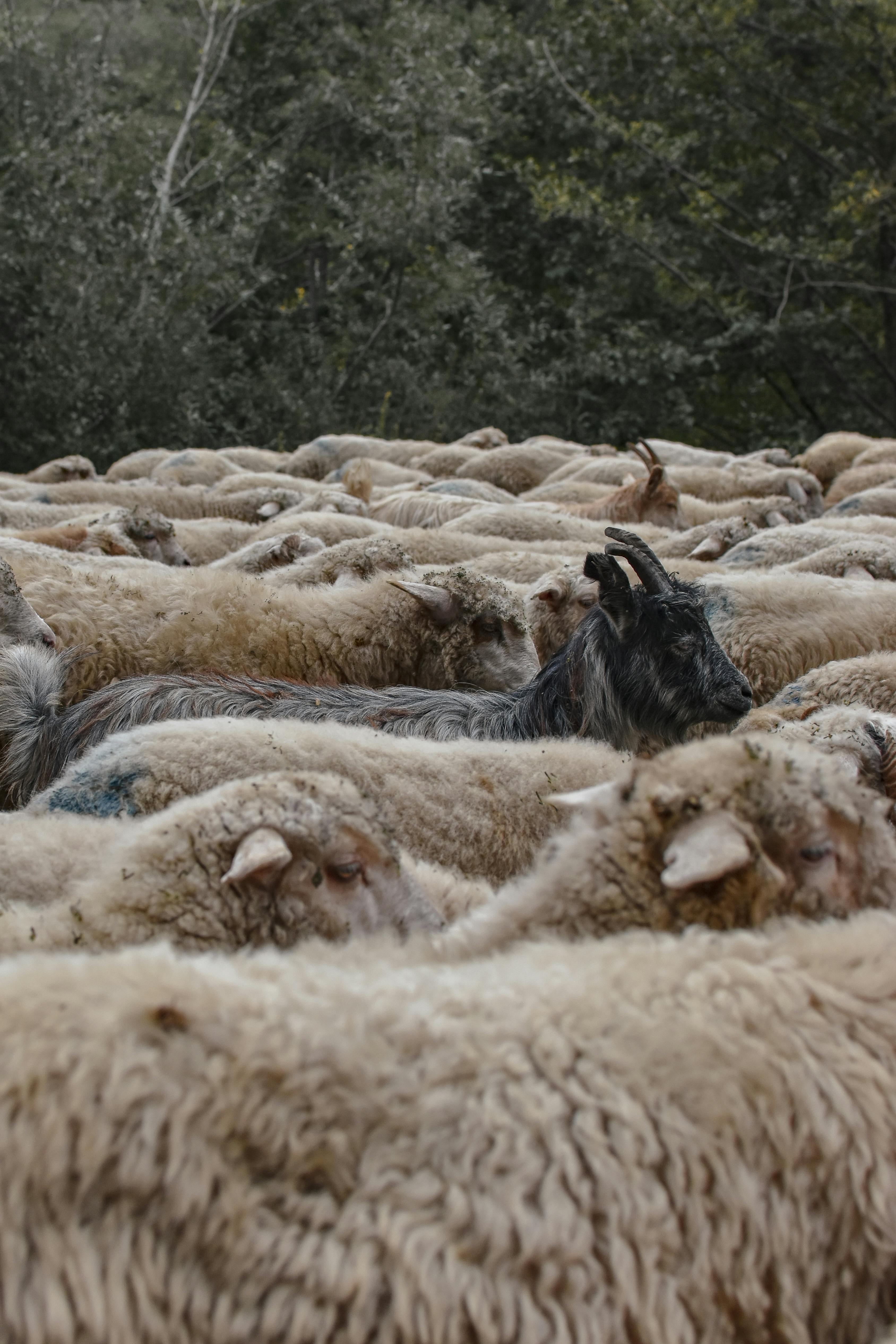 Photography Of Sheep · Free Stock Photo