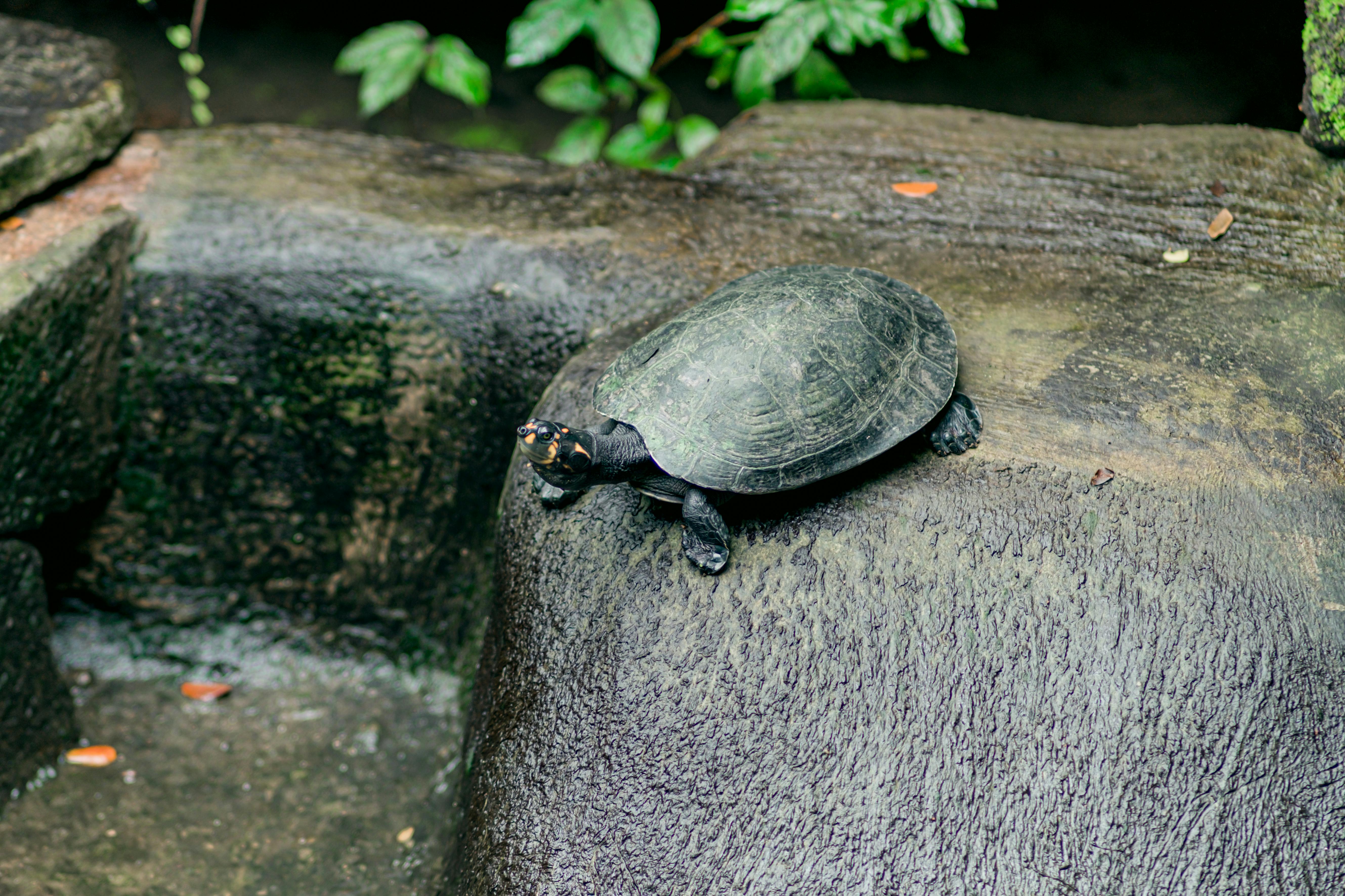 Turtle in Pool · Free Stock Photo