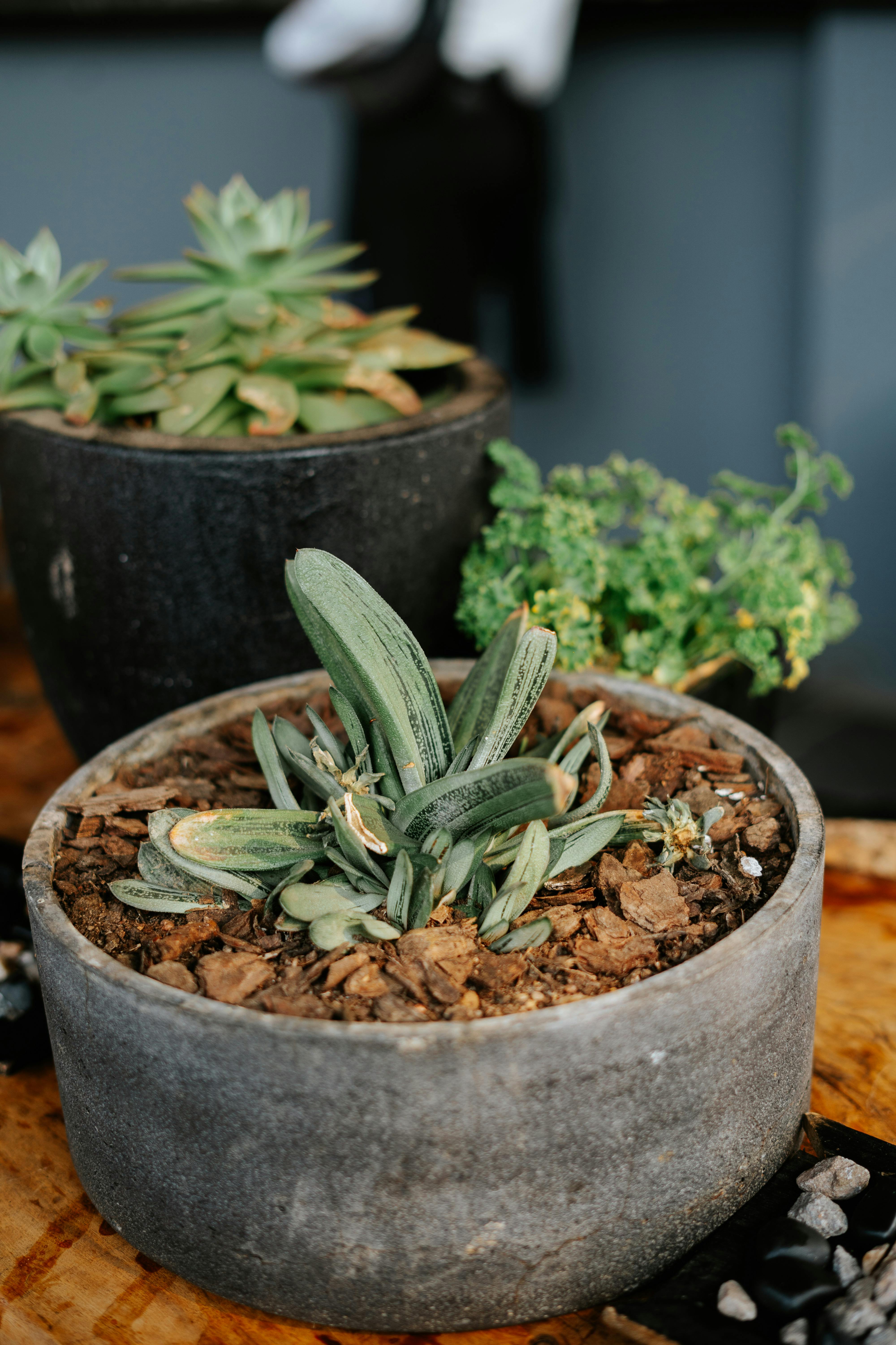 Lawyers Tongue Succulent in a Flowerpot · Free Stock Photo