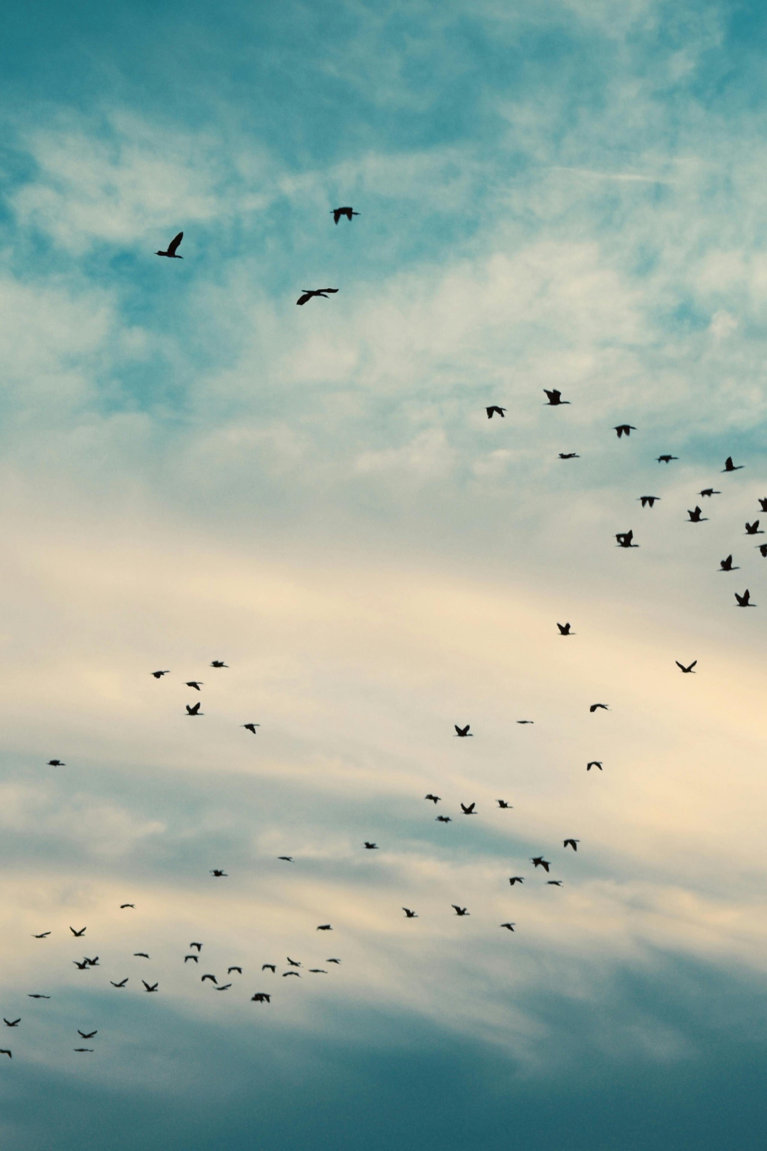 Flock of Birds Flying against Sunset Sky · Free Stock Photo