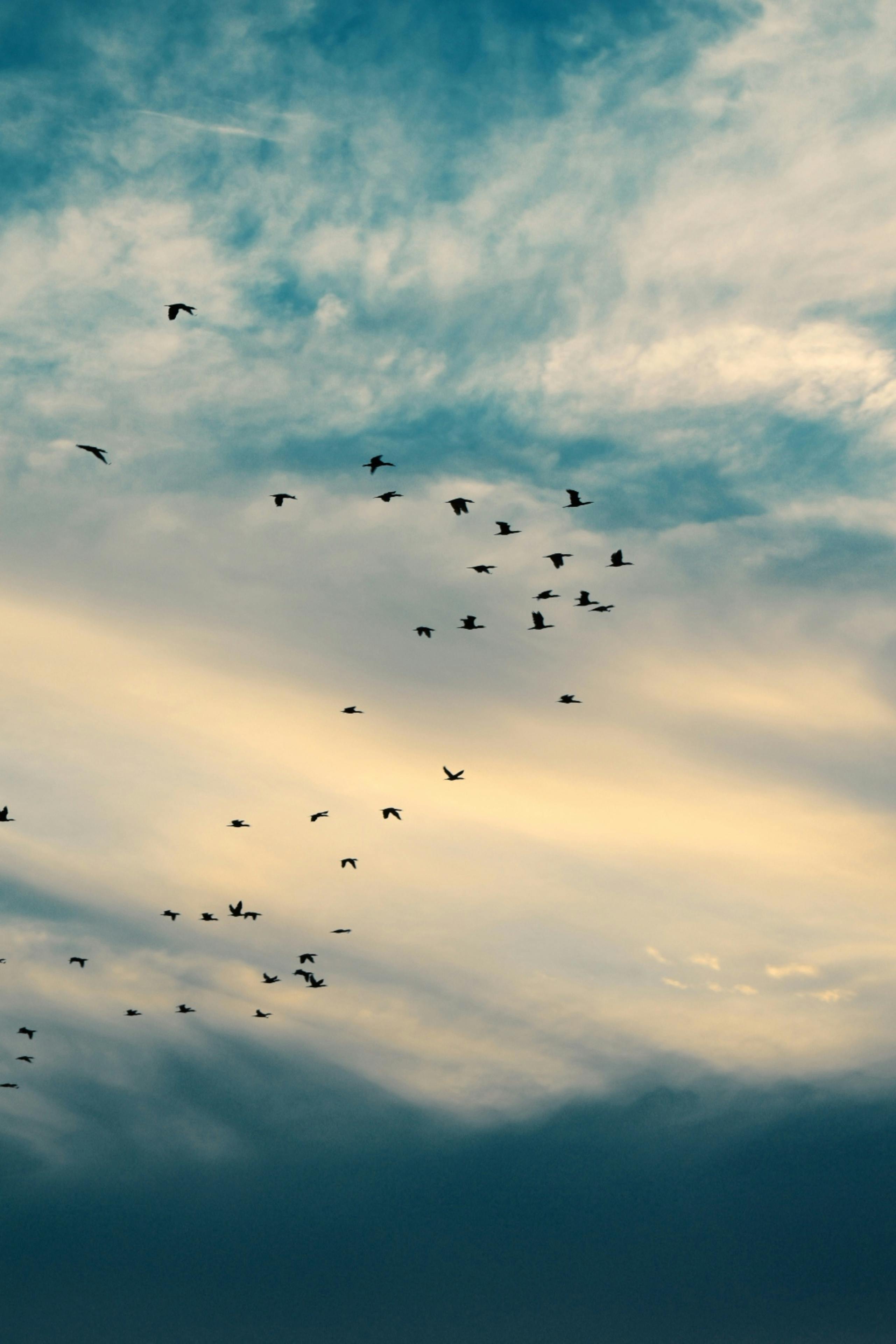 Birds Banners Photos, Download The BEST Free Birds Banners Stock Photos ...