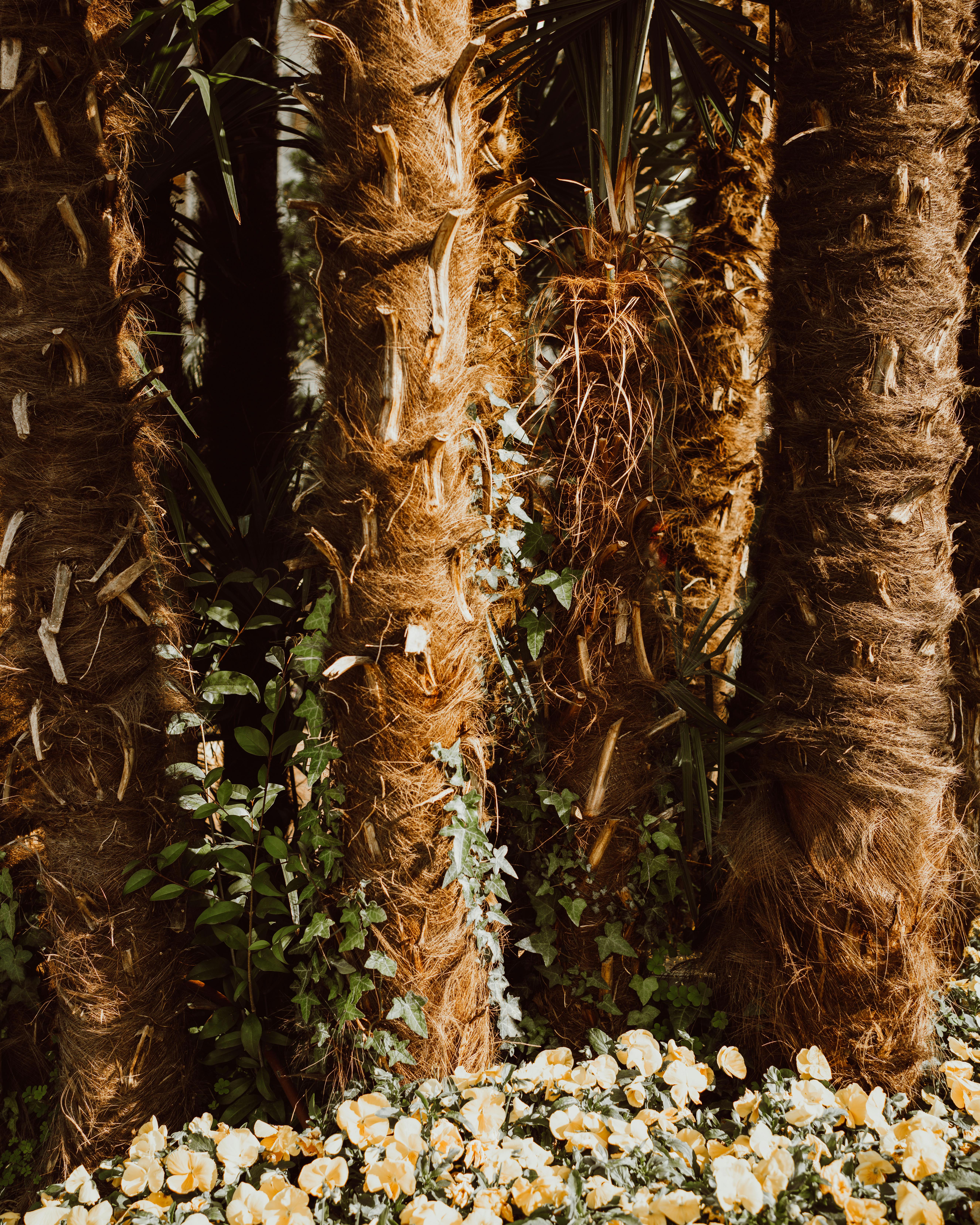 Close up of Coconut Tree Trunk · Free Stock Photo