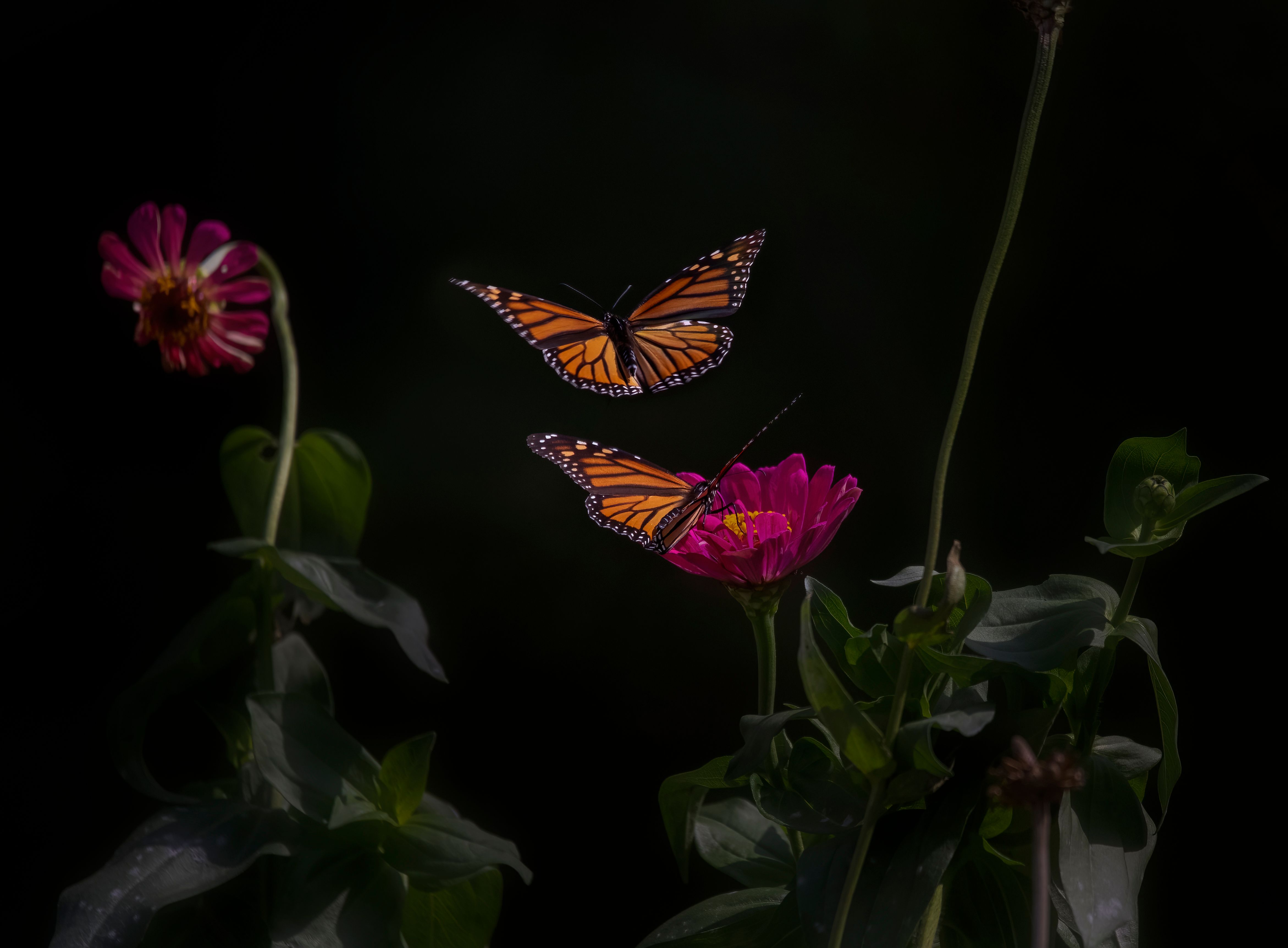 Black Moth Photos, Download The BEST Free Black Moth Stock Photos & HD ...