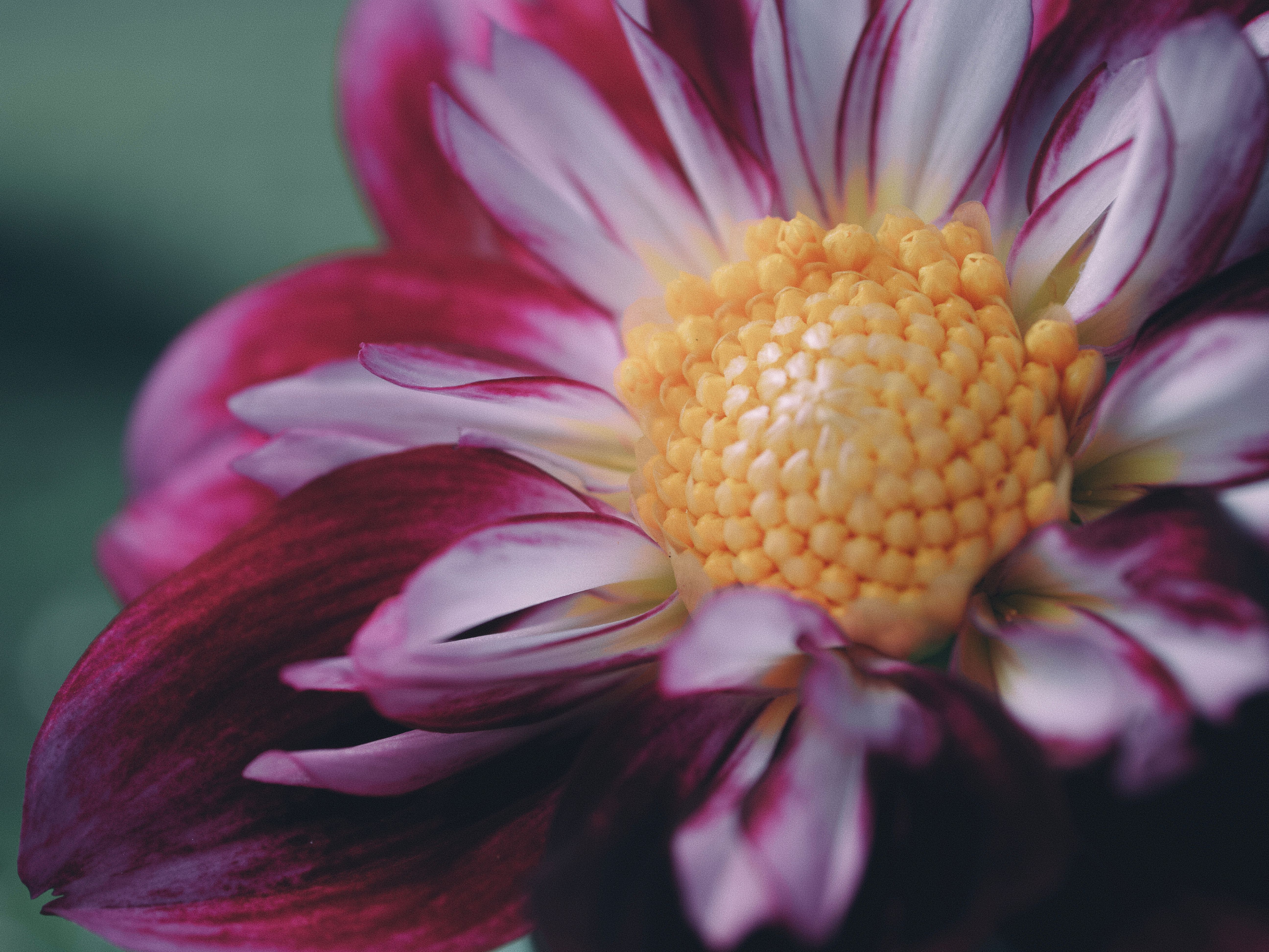 Close-up of a Flower · Free Stock Photo