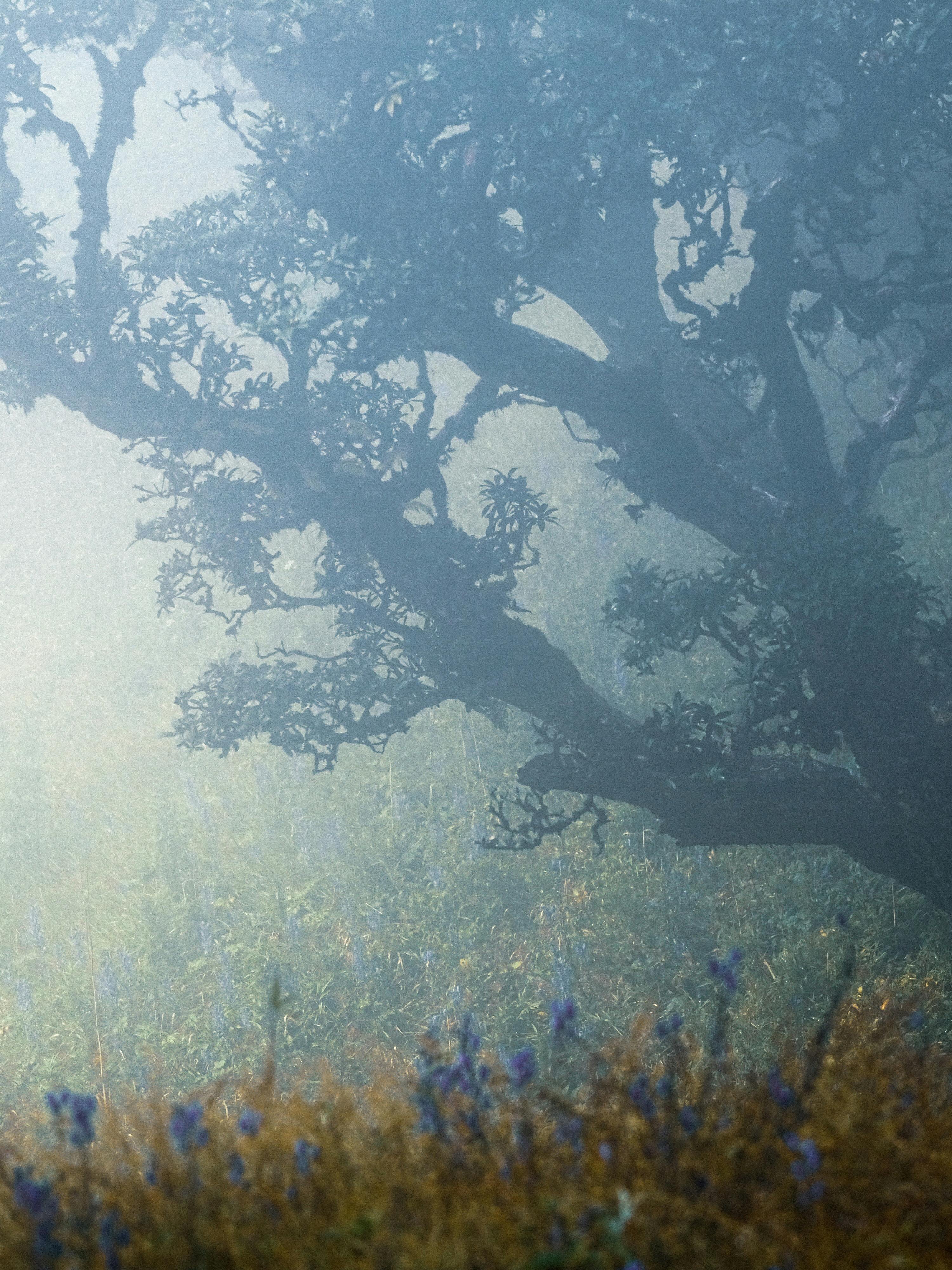 Fog Aesthetic Photos, Download The BEST Free Fog Aesthetic Stock Photos ...