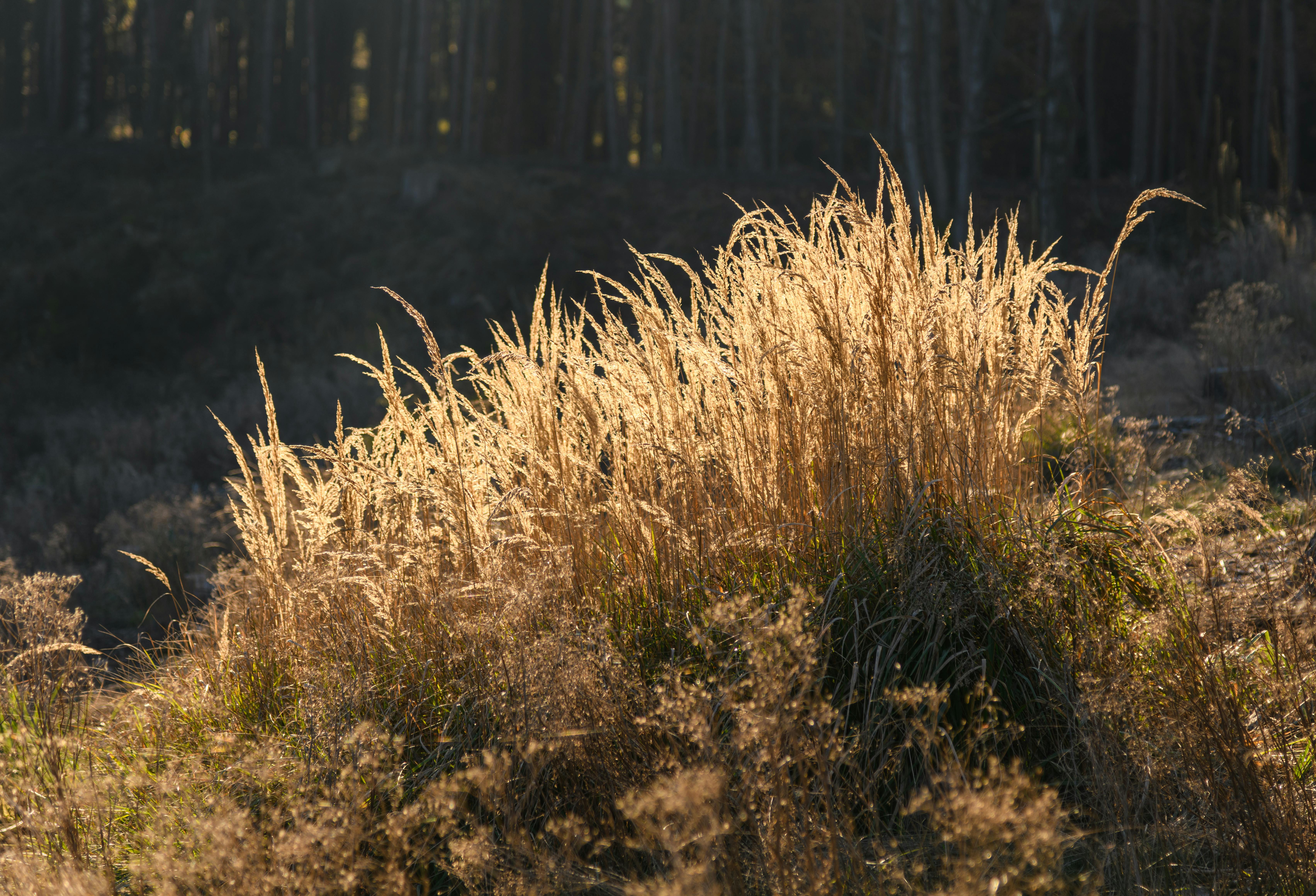 Fluffy Grass in Sunlight · Free Stock Photo