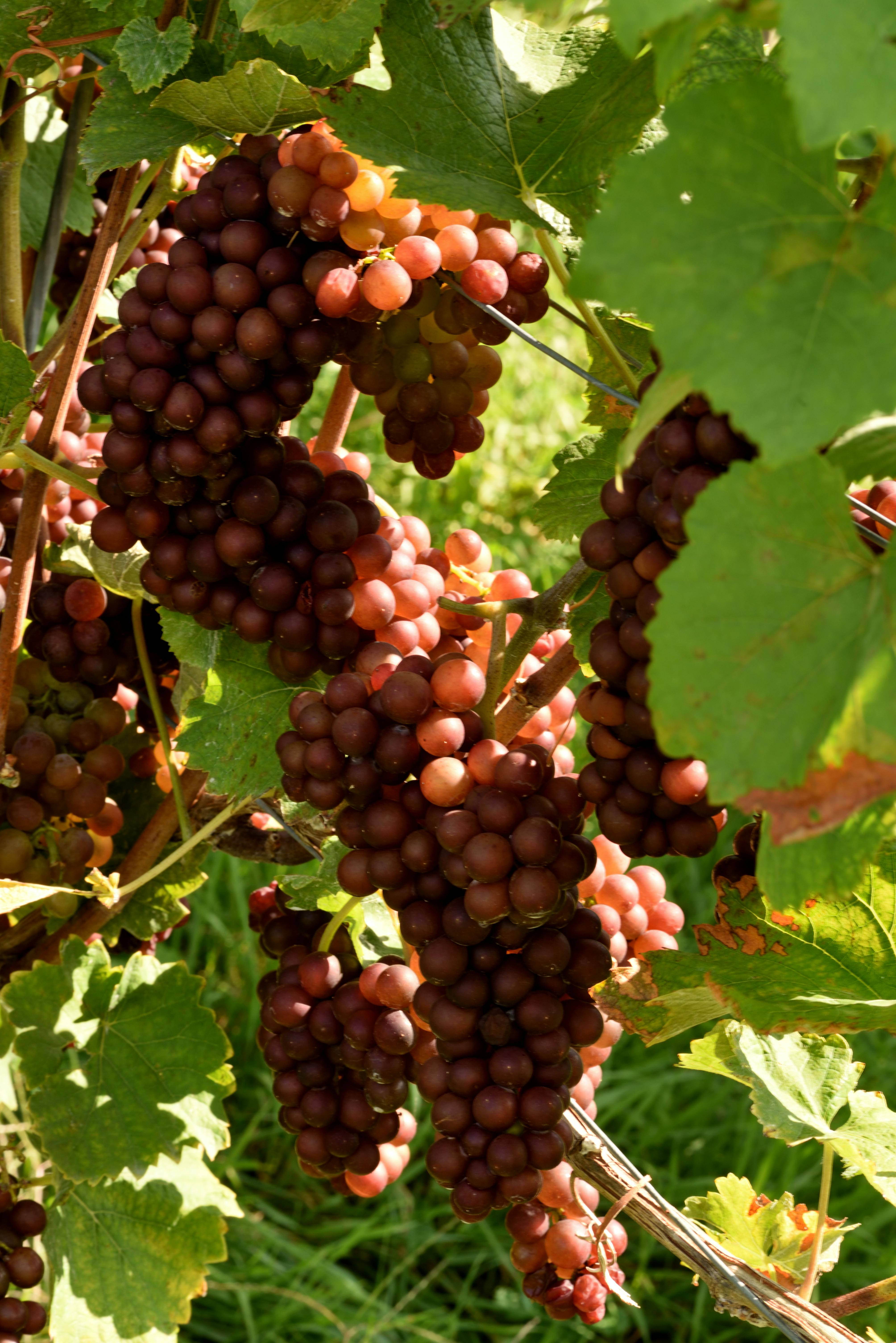 Close-up nature 25 Photos & Videos Collected by Arndt-Peter Bergfeld