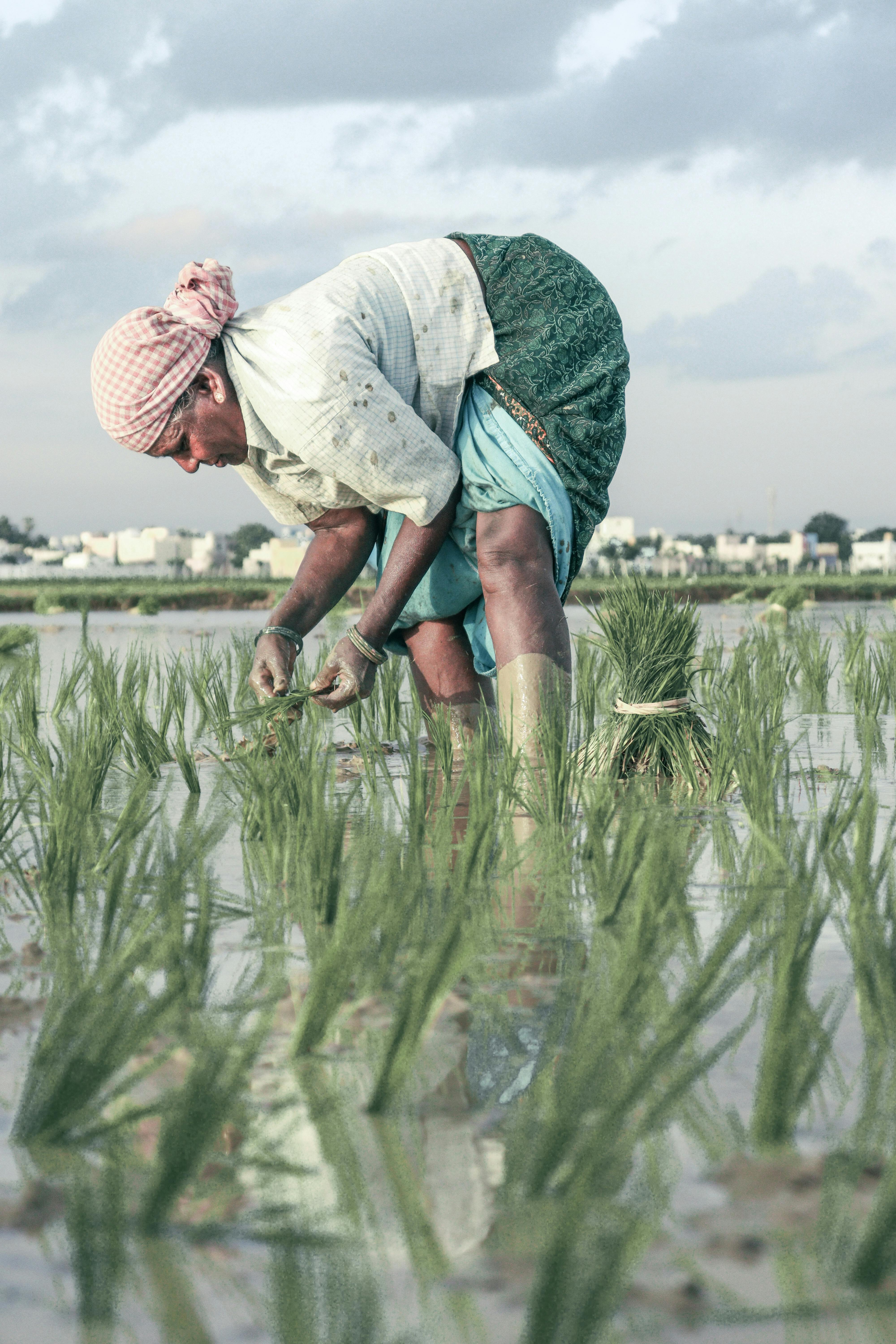 Farmer on Rice Field · Free Stock Photo