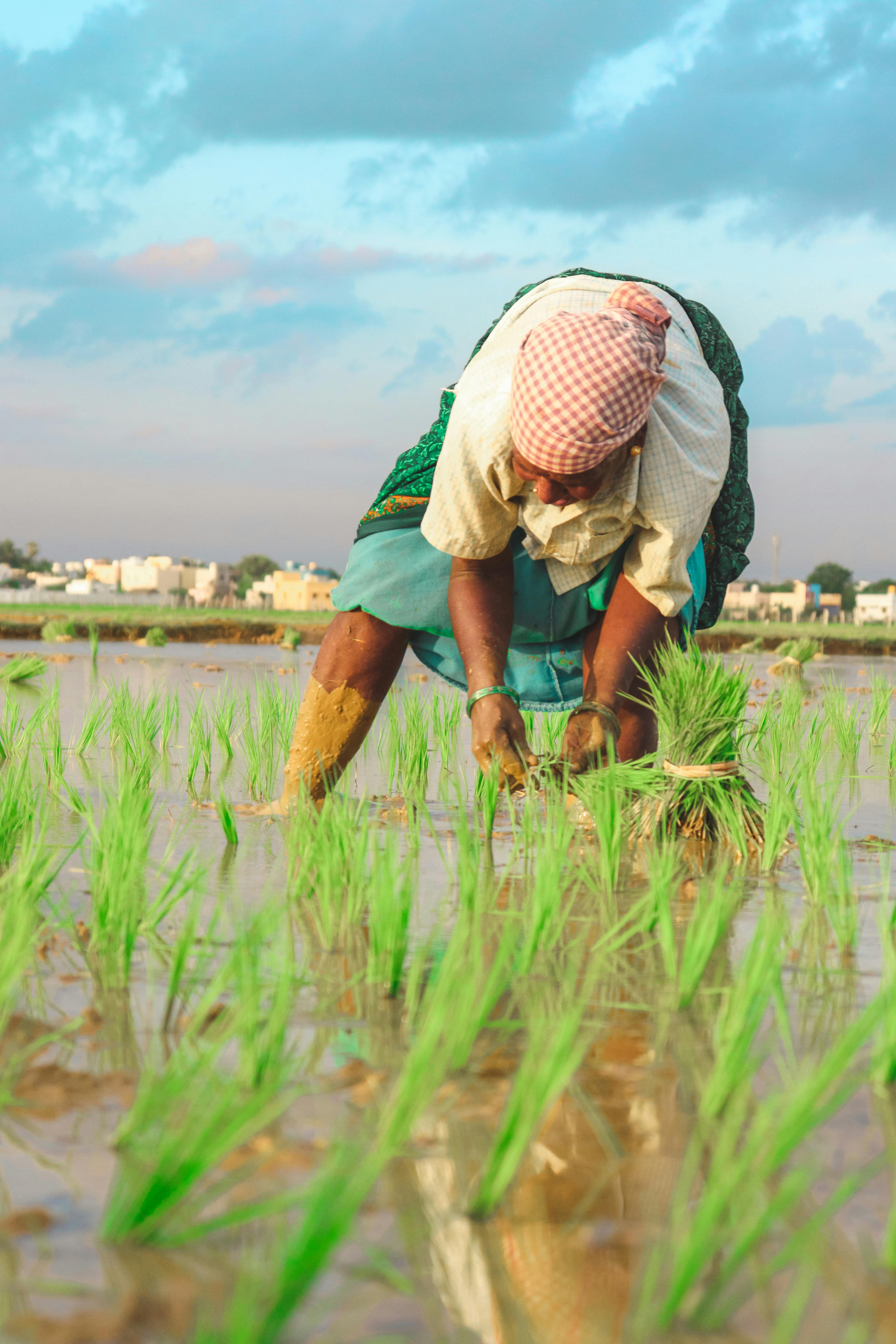 Woman Working on a Rice Farm · Free Stock Photo