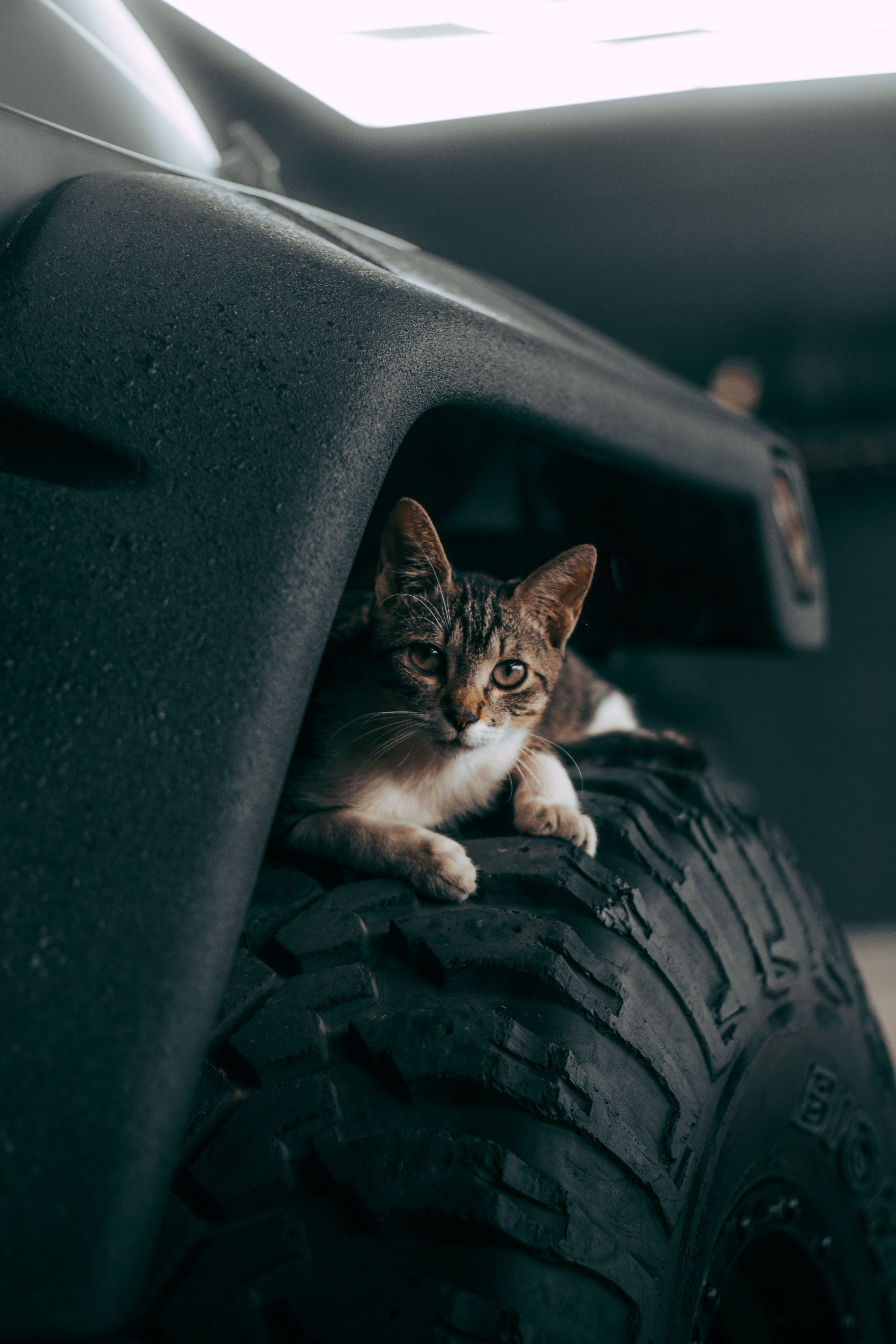 Cat Tire Photos, Download The BEST Free Cat Tire Stock Photos & HD Images