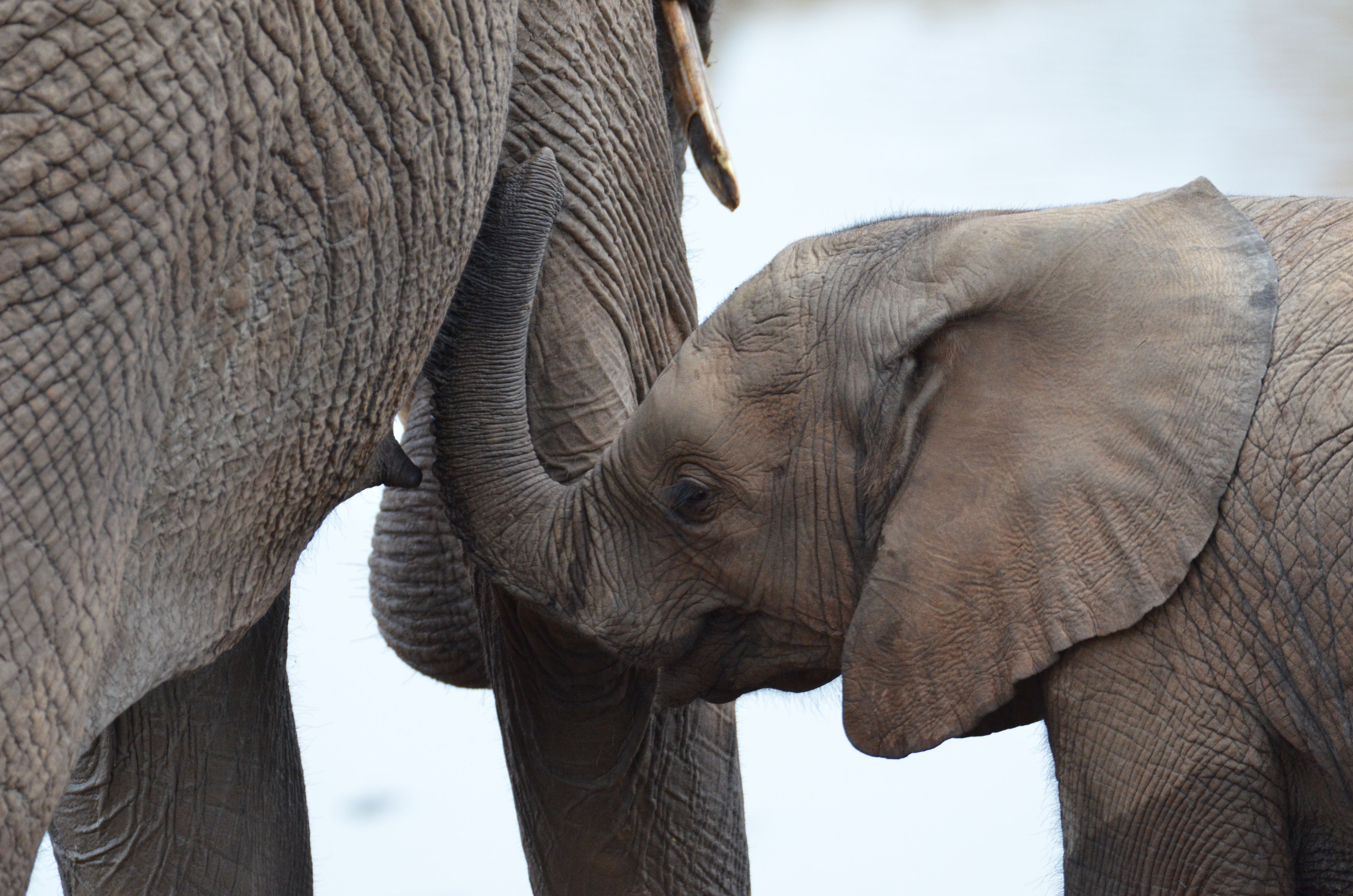 Small Elephant Reaching a Tree Branch with Its Trunk · Free Stock Photo