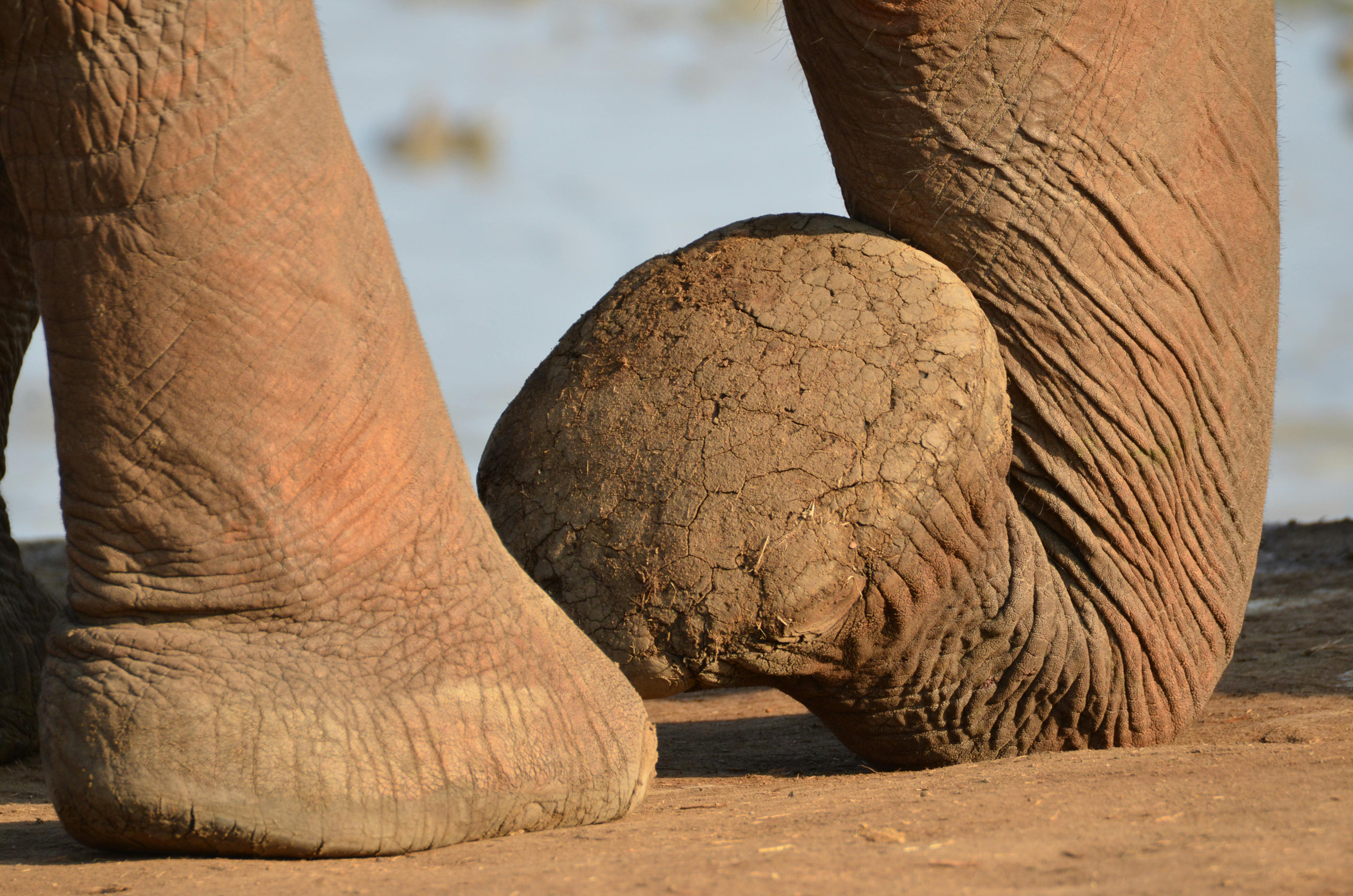 Close-up of Elephants Feet · Free Stock Photo