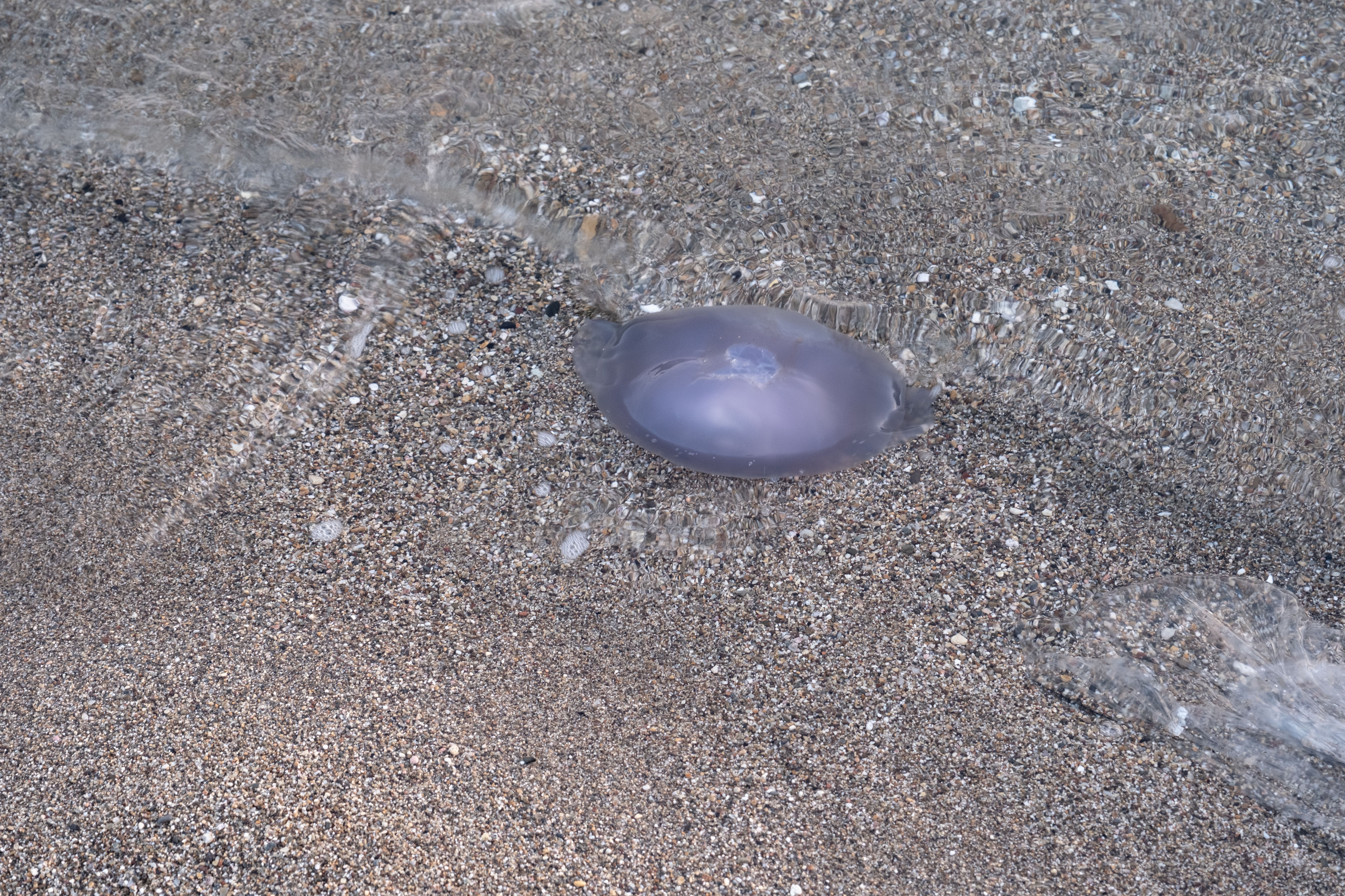 Close-up of a Jellyfish in Shallow Water on a Shore · Free Stock Photo