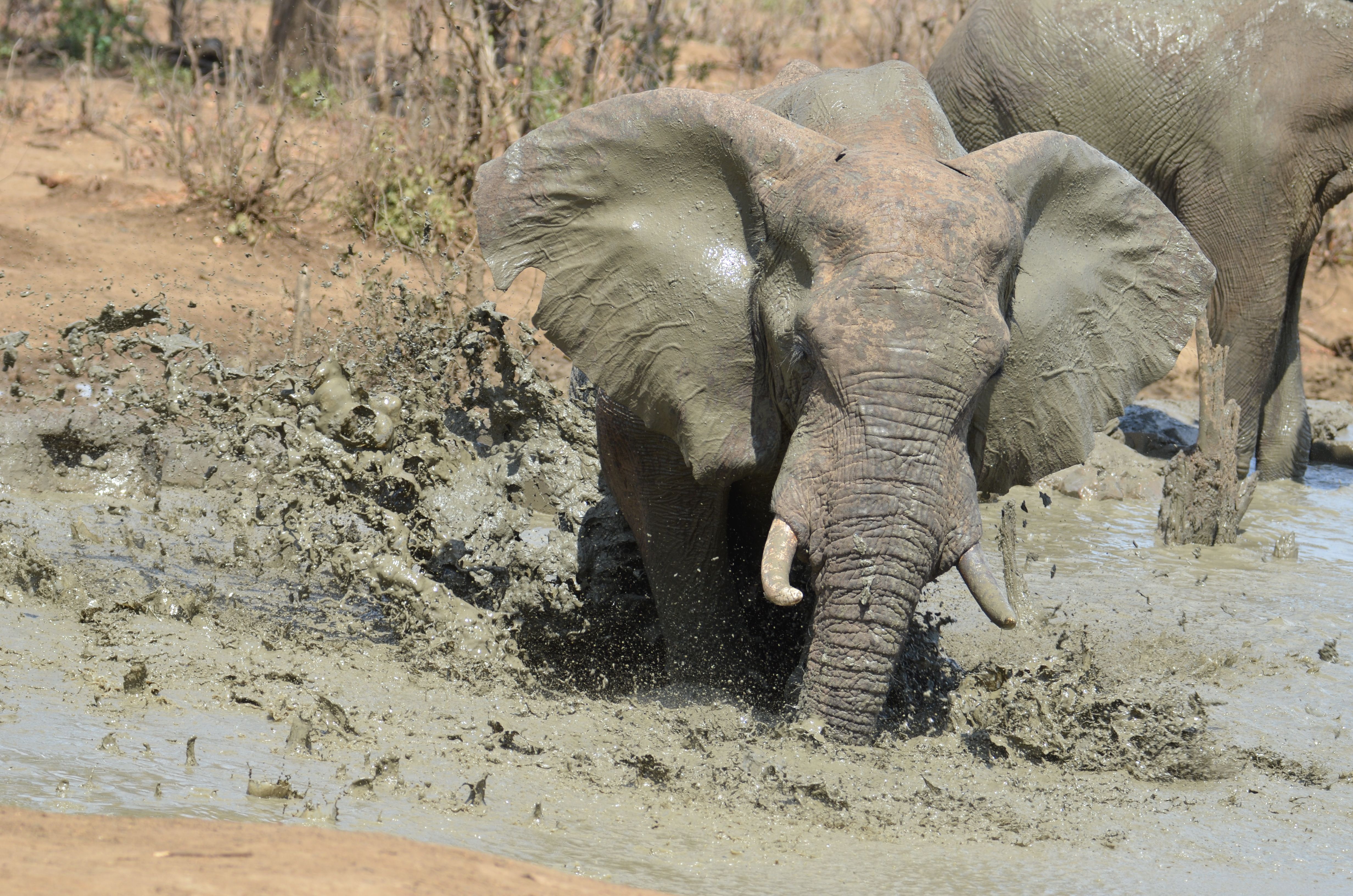 African Elephant in Side View · Free Stock Photo