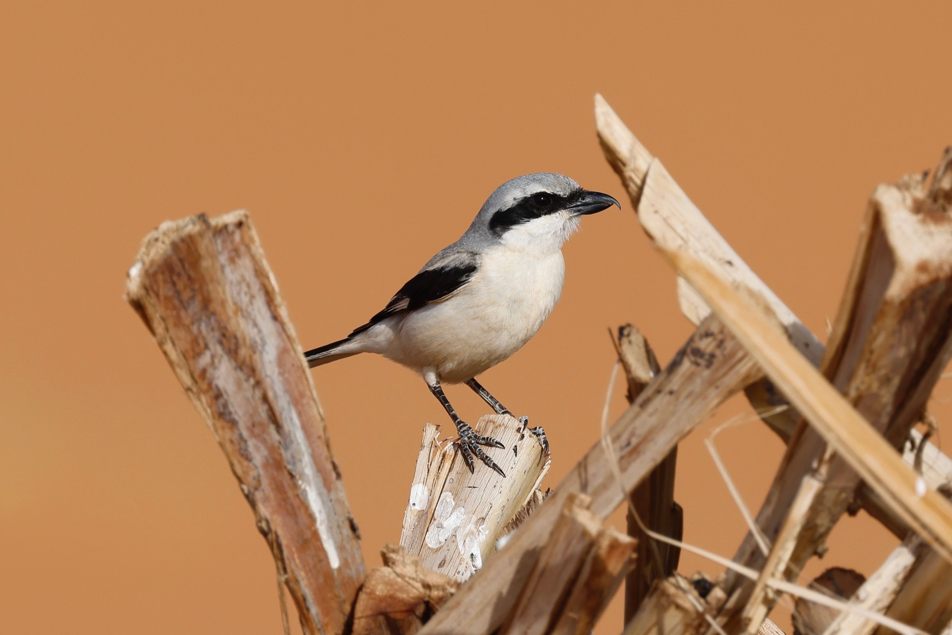 Grey-Backed Shrike Birds Perching on Branch · Free Stock Photo