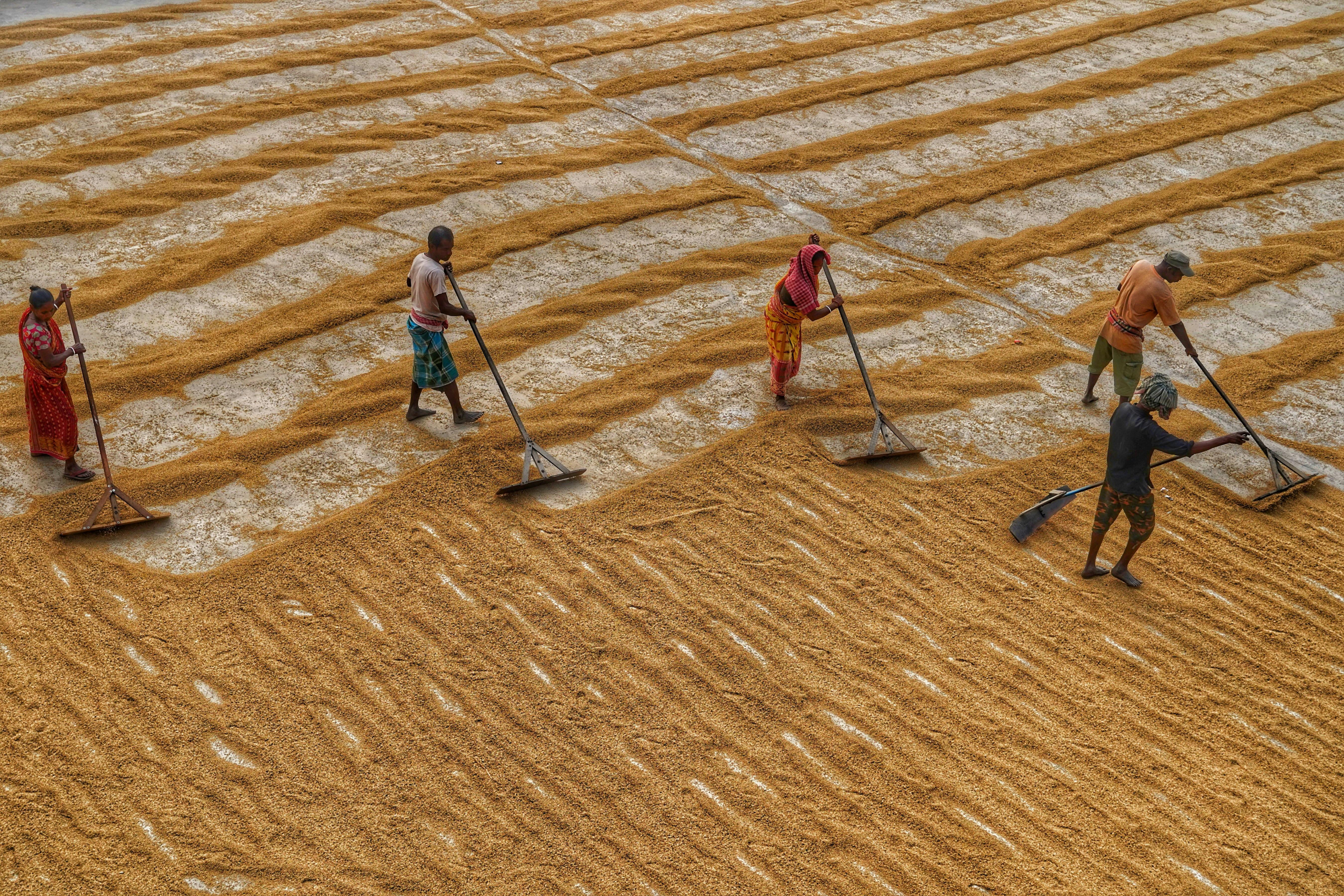 Women and Men Working on Rural Field · Free Stock Photo