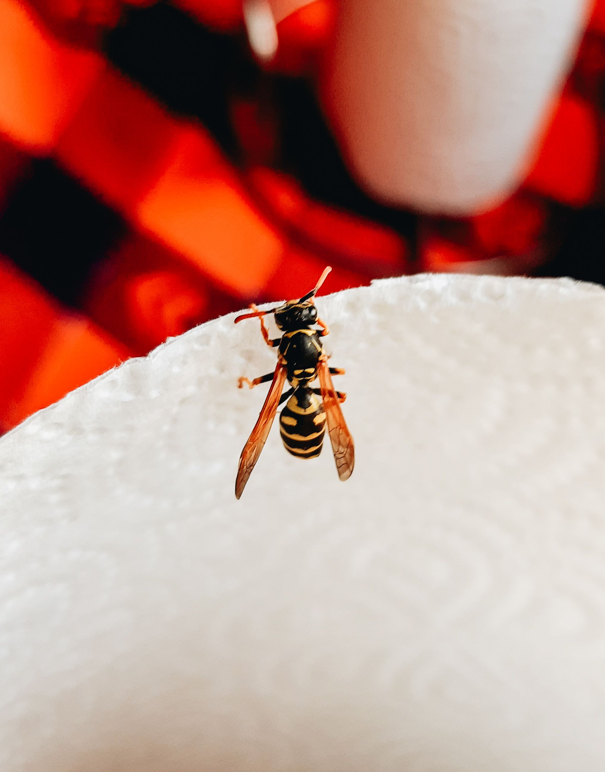 Wasp Crawling on a Paper Towel · Free Stock Photo