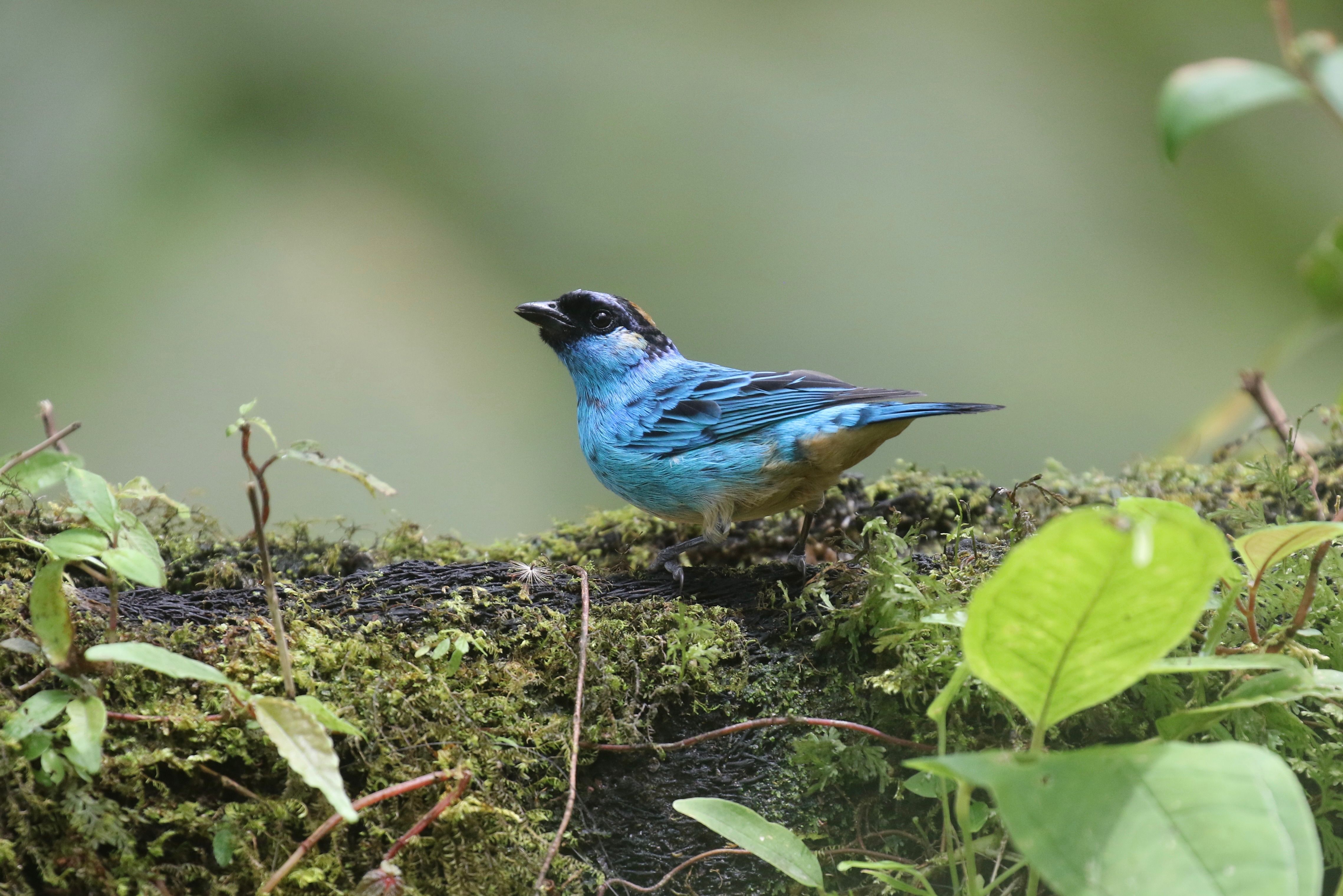 Close-up of a Golden-naped Tanager Sitting on a Branch with Moss · Free ...