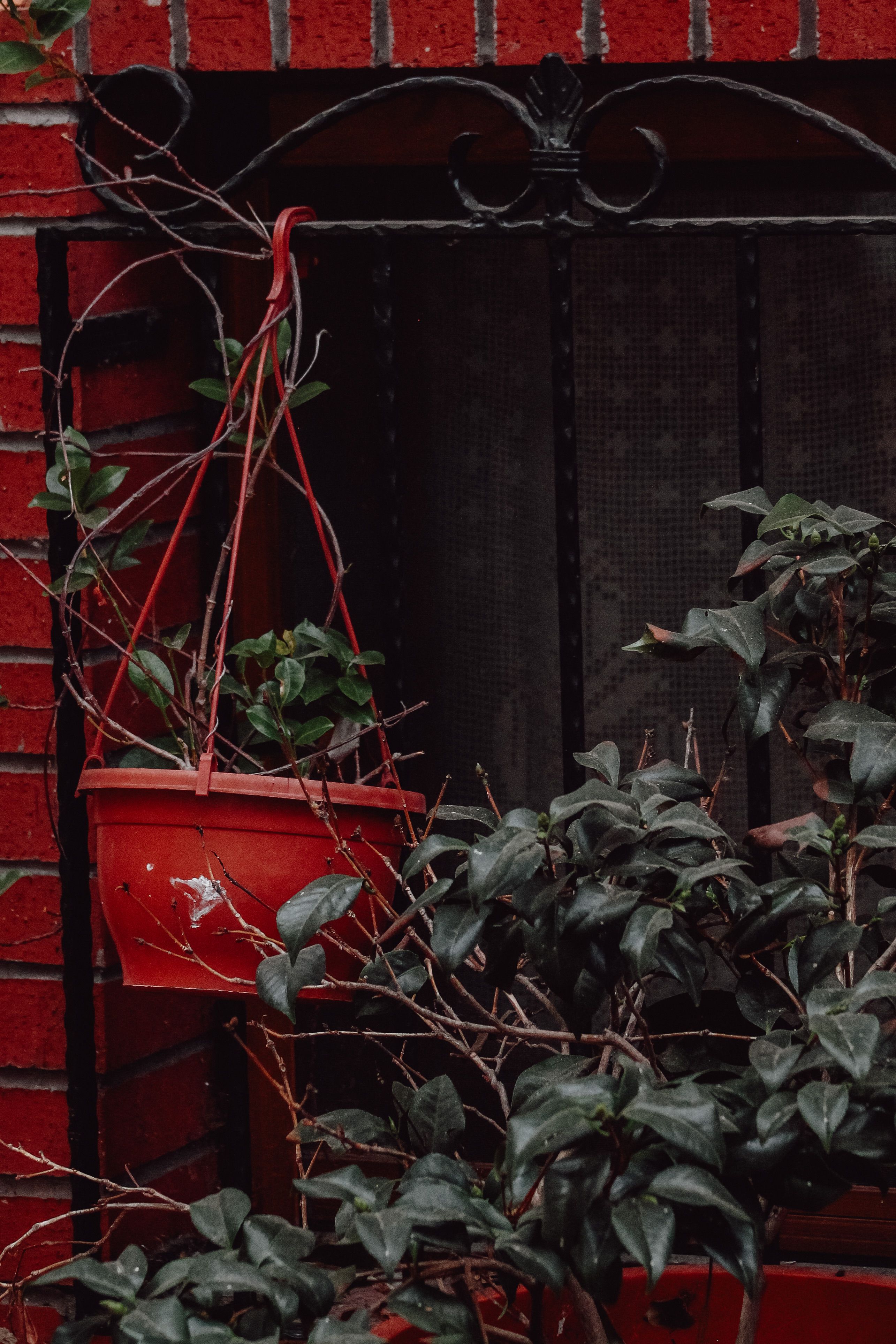 Dark Plants in Window · Free Stock Photo