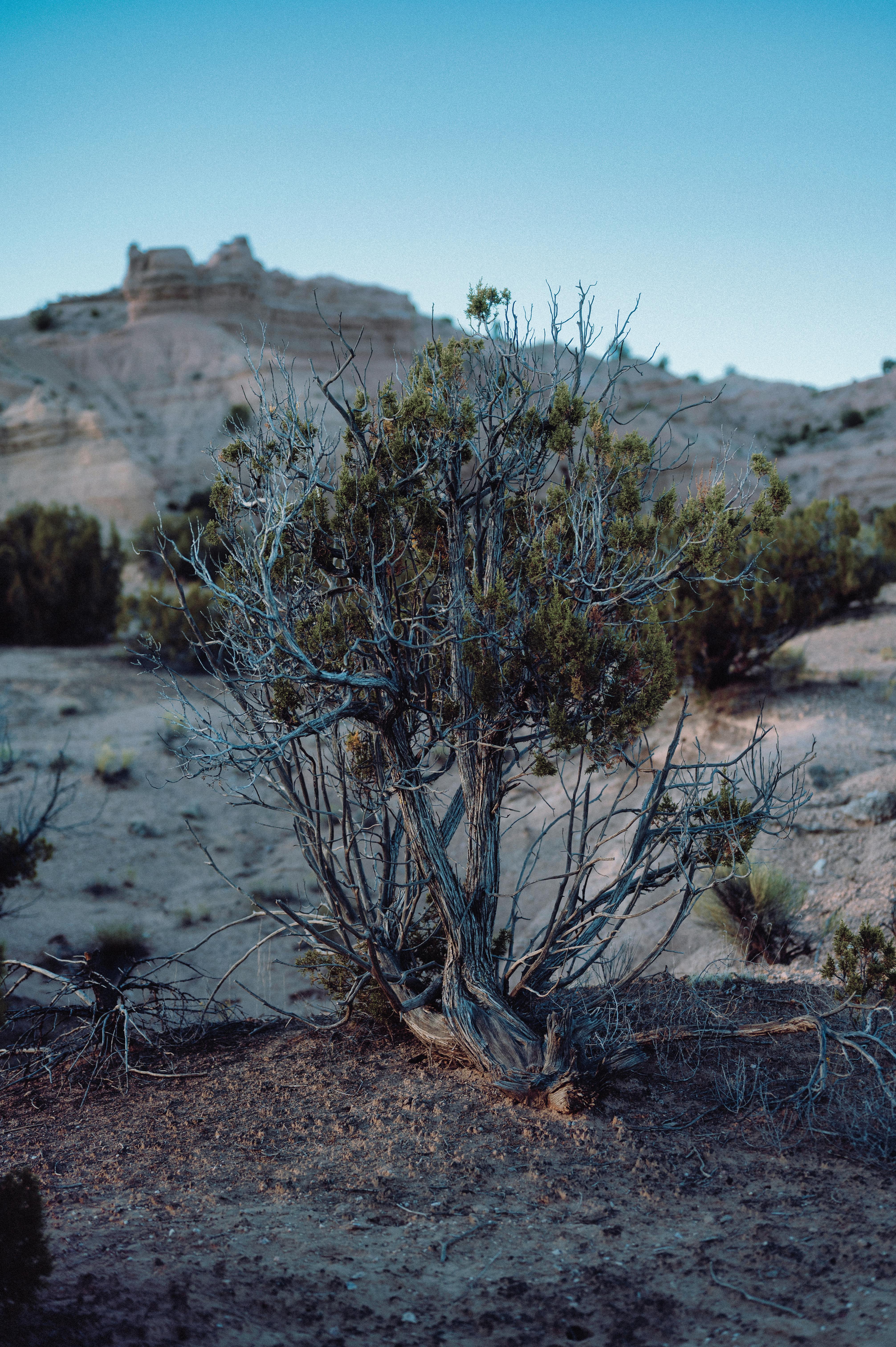 A Dry Shrub in the Desert · Free Stock Photo