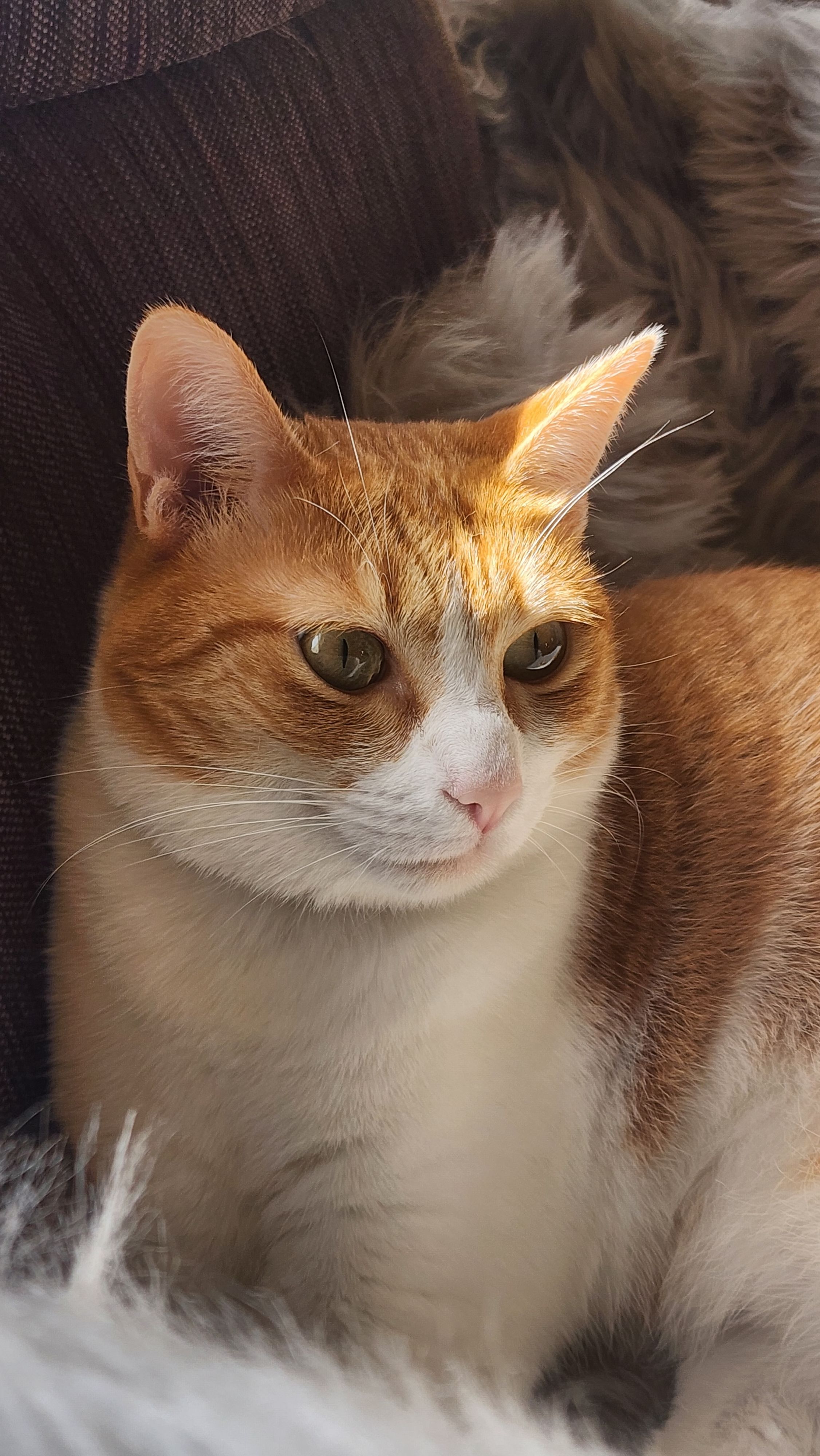 Cute Cat Pfp Photos, Download The BEST Free Cute Cat Pfp Stock Photos ...