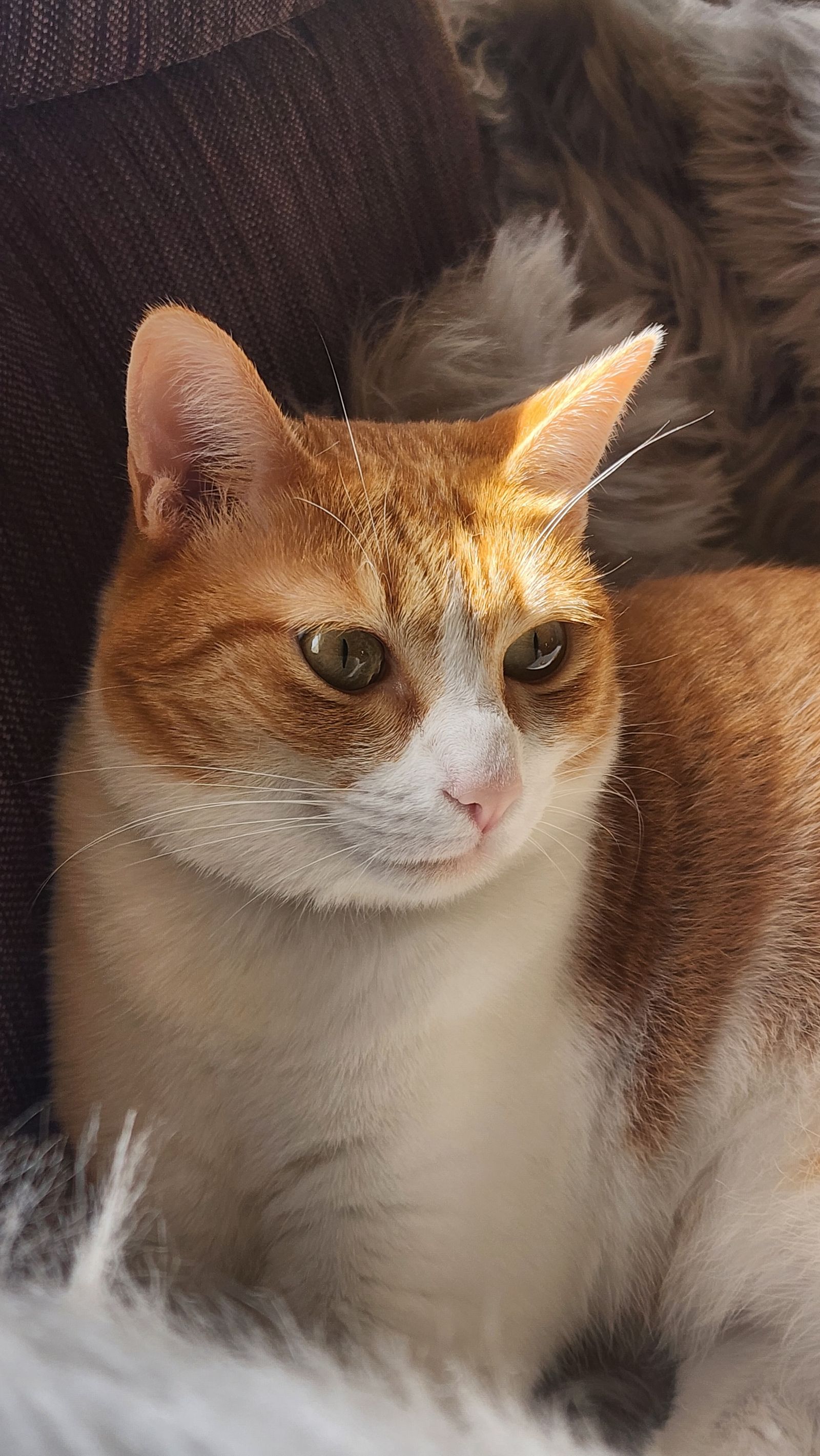 Cute Cat Pfp Photos, Download The BEST Free Cute Cat Pfp Stock Photos ...