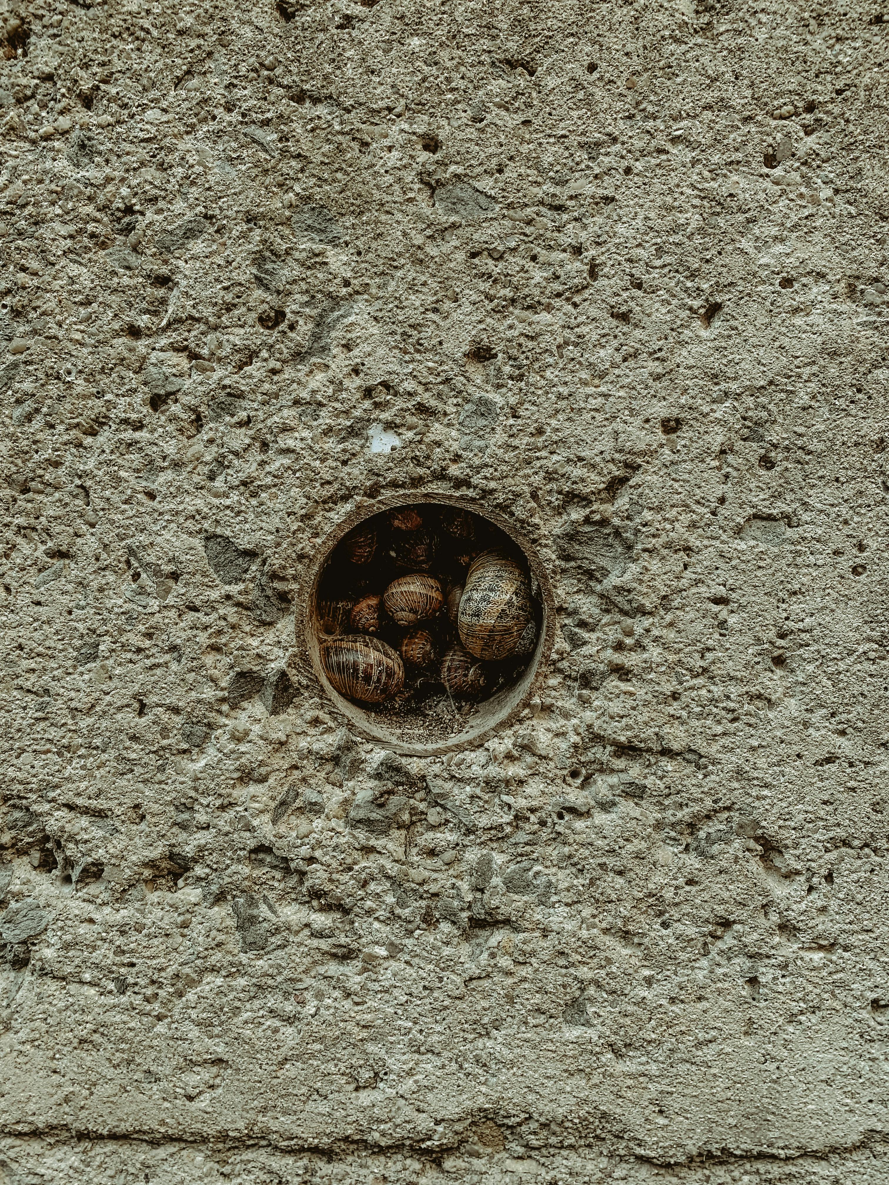 Snails in the Hole · Free Stock Photo