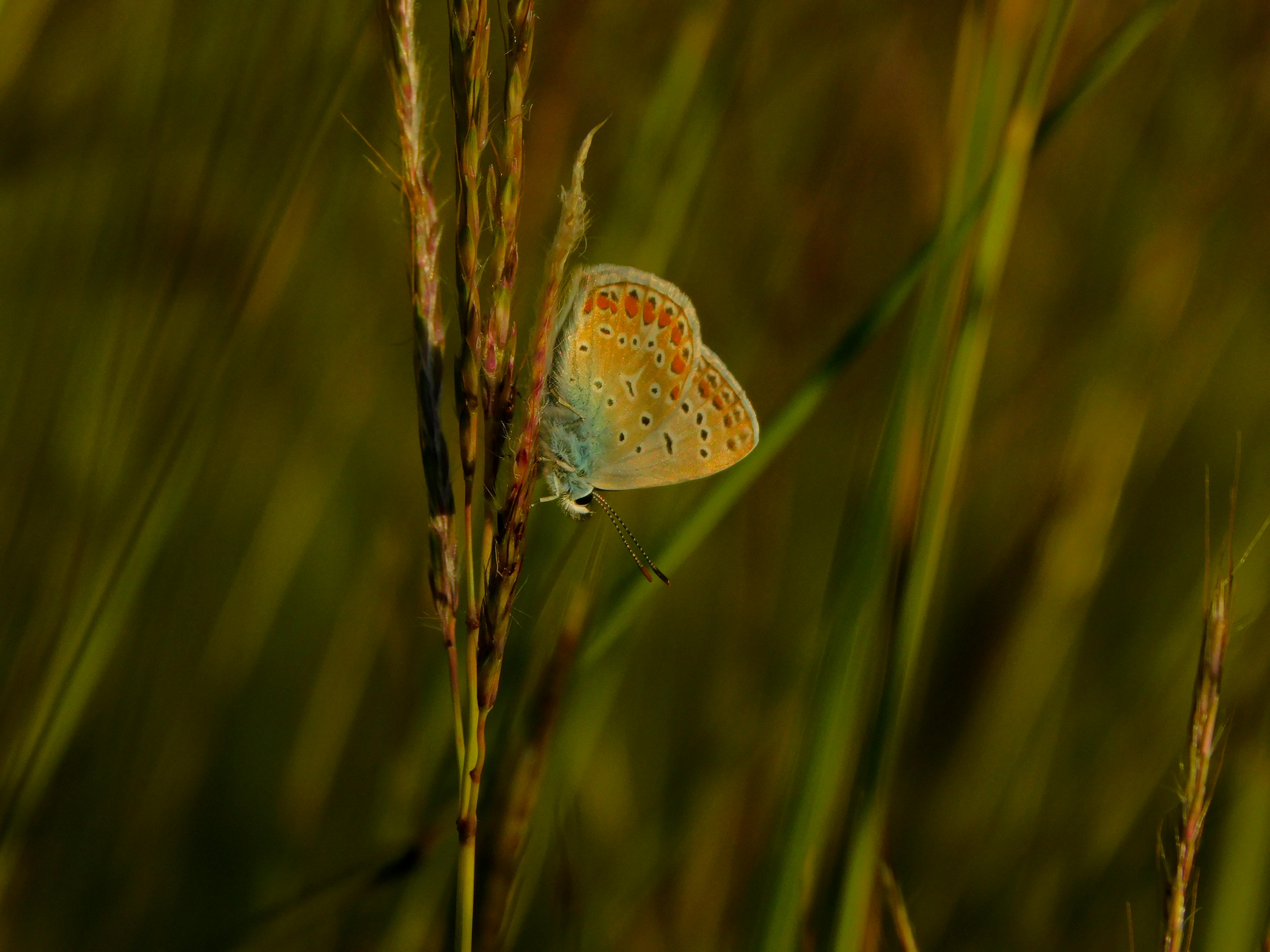 x Pyxis x - Photography